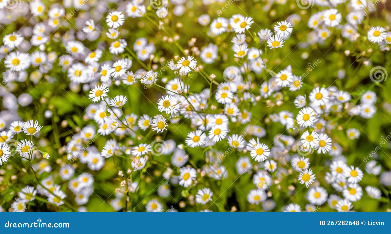 Small Daisies Blooming on Grass Background Stock Photo - Image of ...