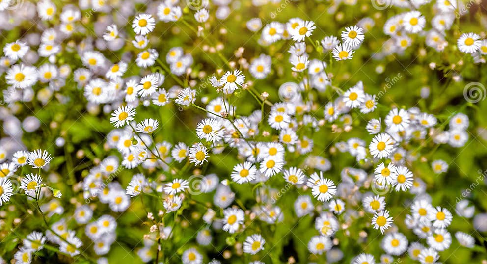 Small Daisies Blooming on Grass Background Stock Photo - Image of ...