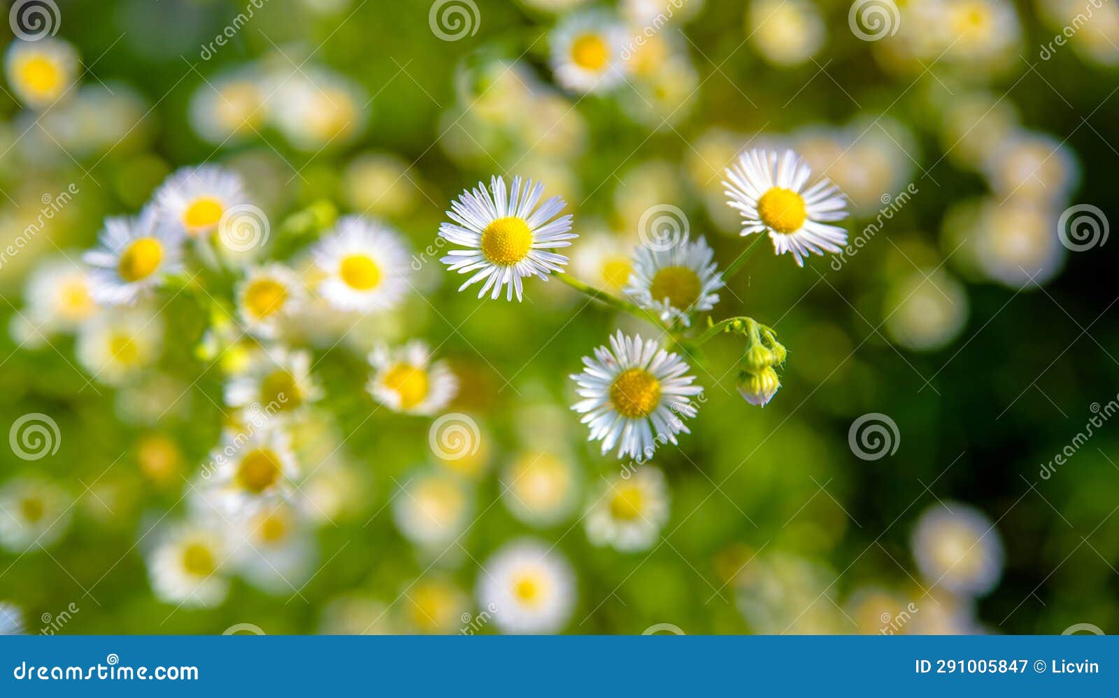 Small Daisies Blooming on Grass Background Stock Image - Image of ...