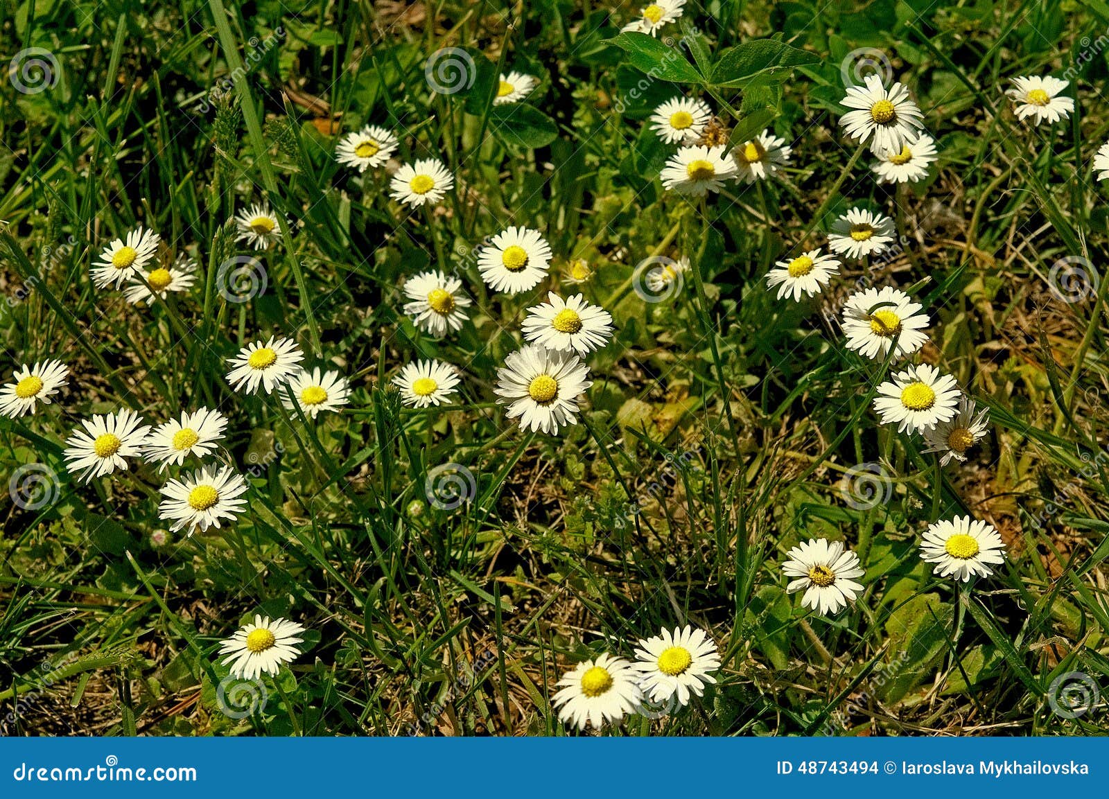Small daisies with grass stock photo. Image of bloom - 48743494