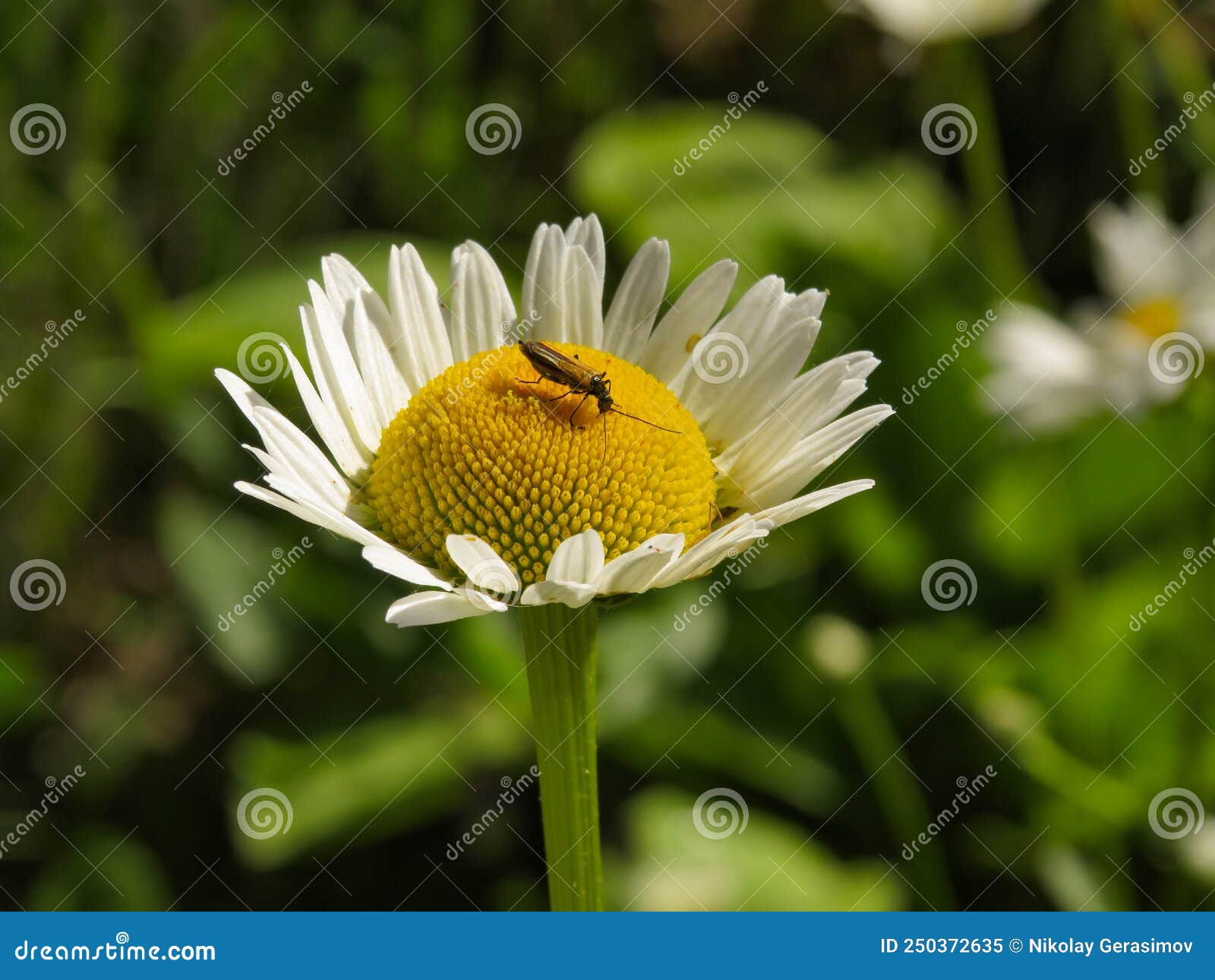 Daisies or Daisies Isolated on a Field Background Stock Image - Image ...