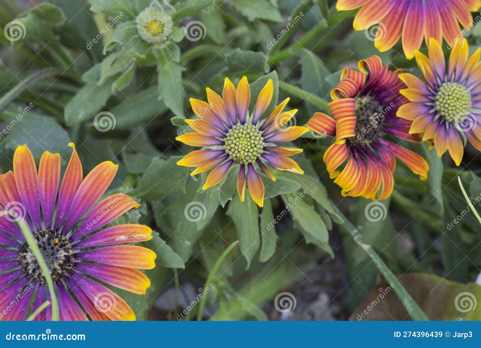 A small daisy stock image. Image of bellis, plant, spring - 274396439