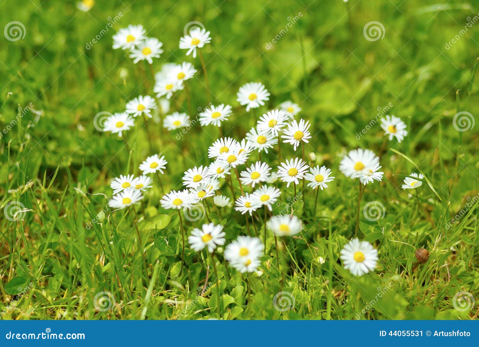 Small daisy flower stock image. Image of spring, camomile - 44055531