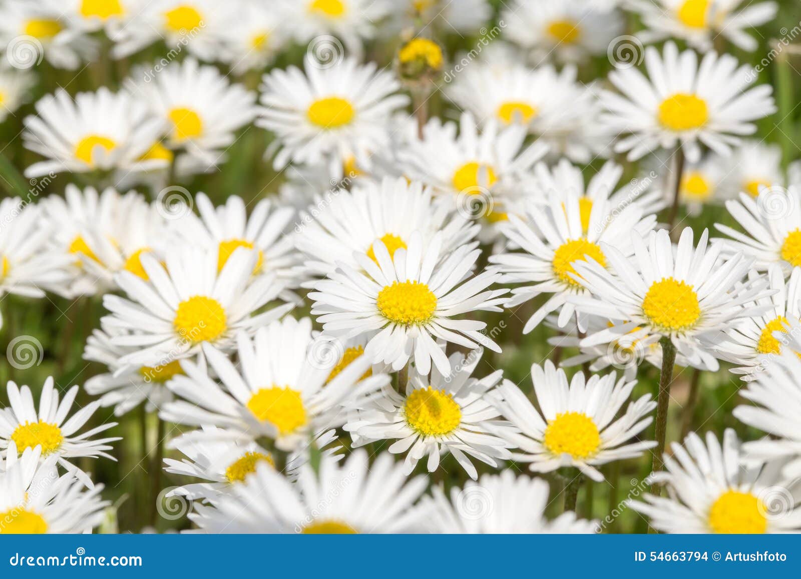 Small daisy flower stock photo. Image of natural, close - 54663794