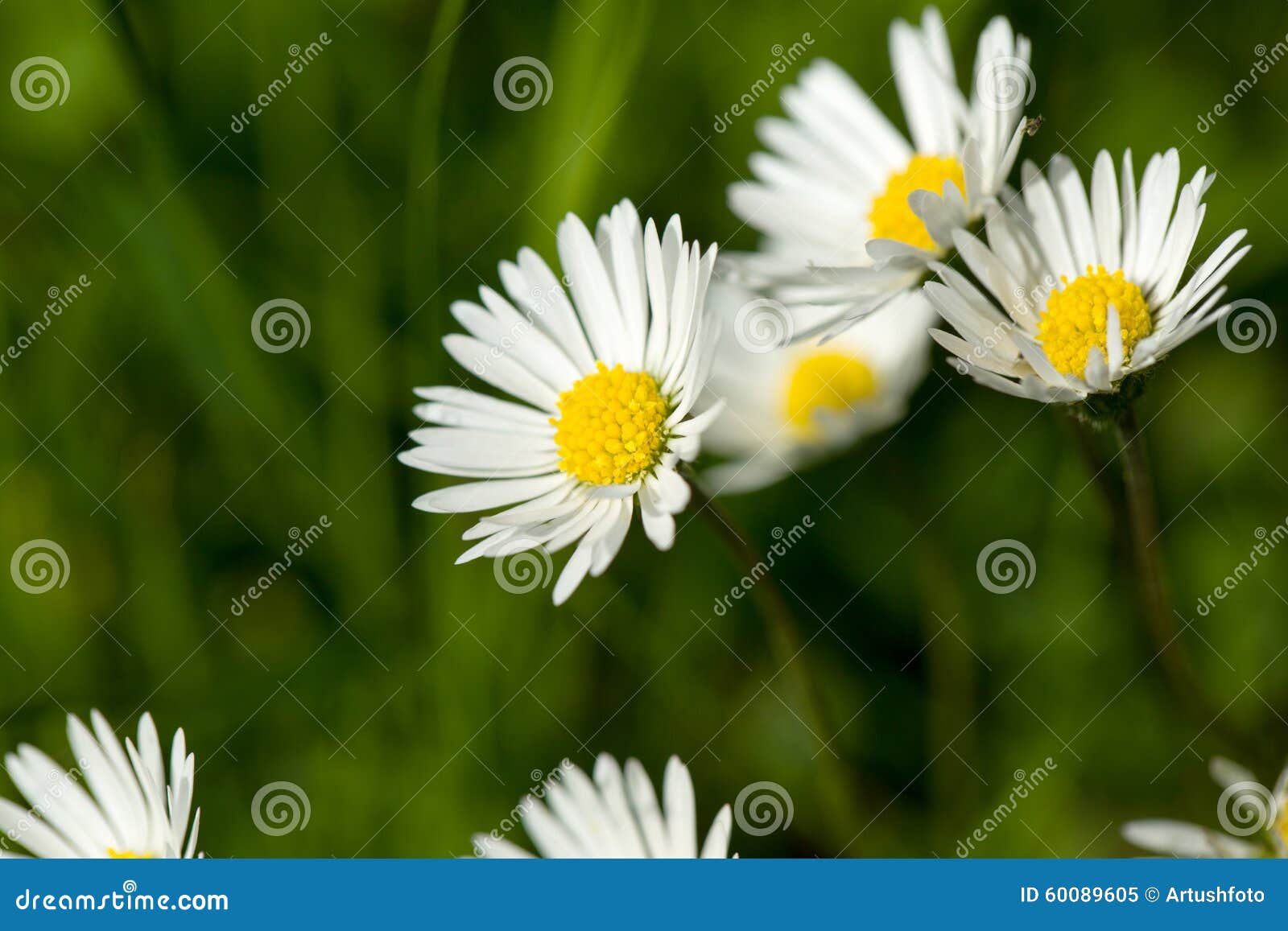 Small daisy flower stock image. Image of lawn, background - 60089605