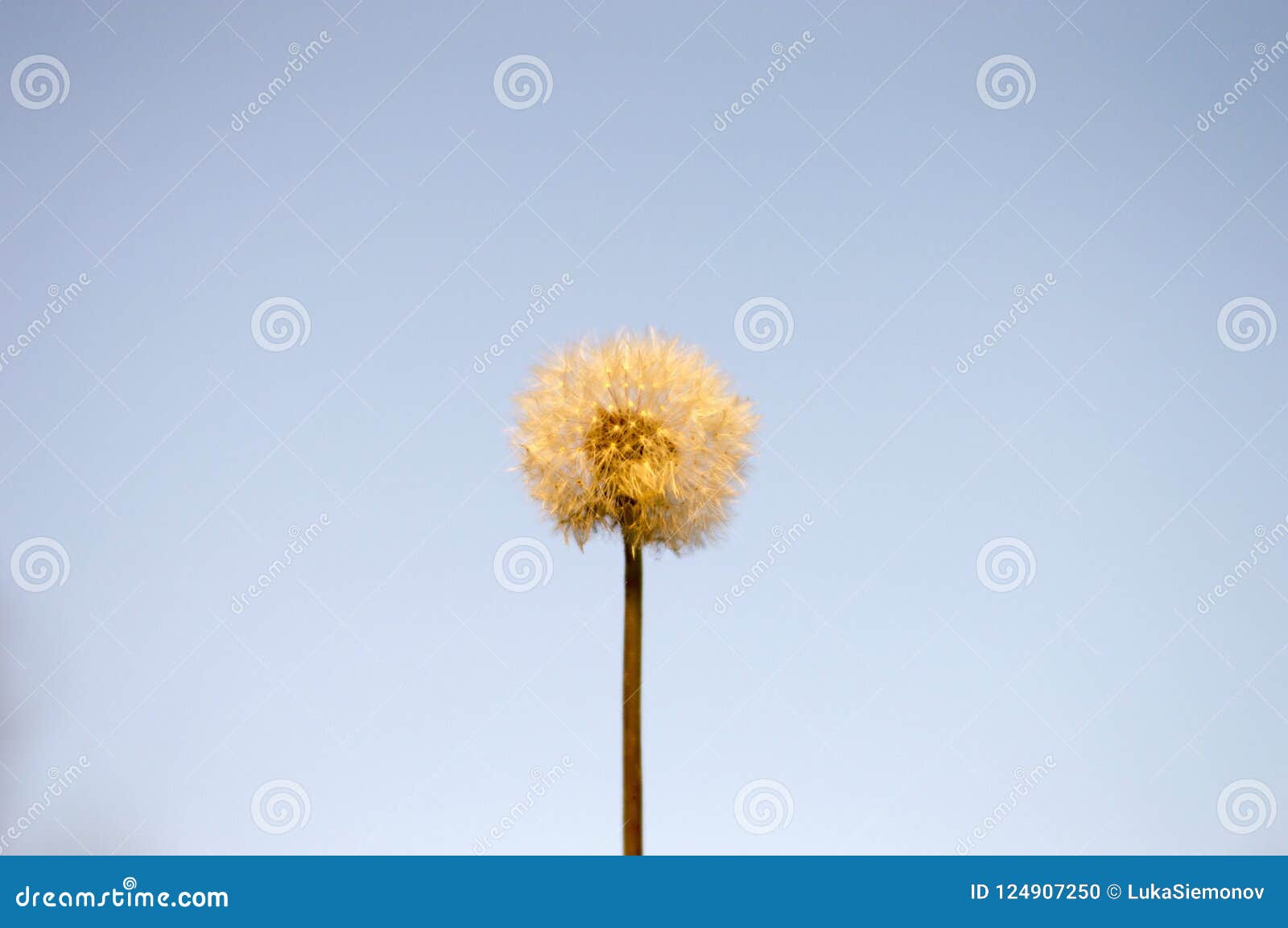 Small Dandelion on Blue Background Stock Photo - Image of small ...