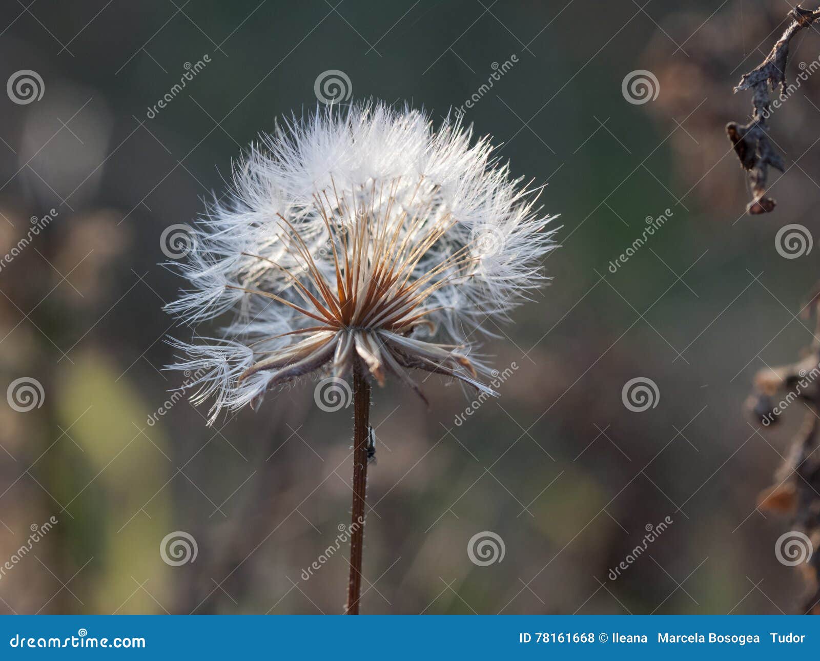 Small Dandelions in the Sun Stock Photo - Image of lines, natural: 78161668