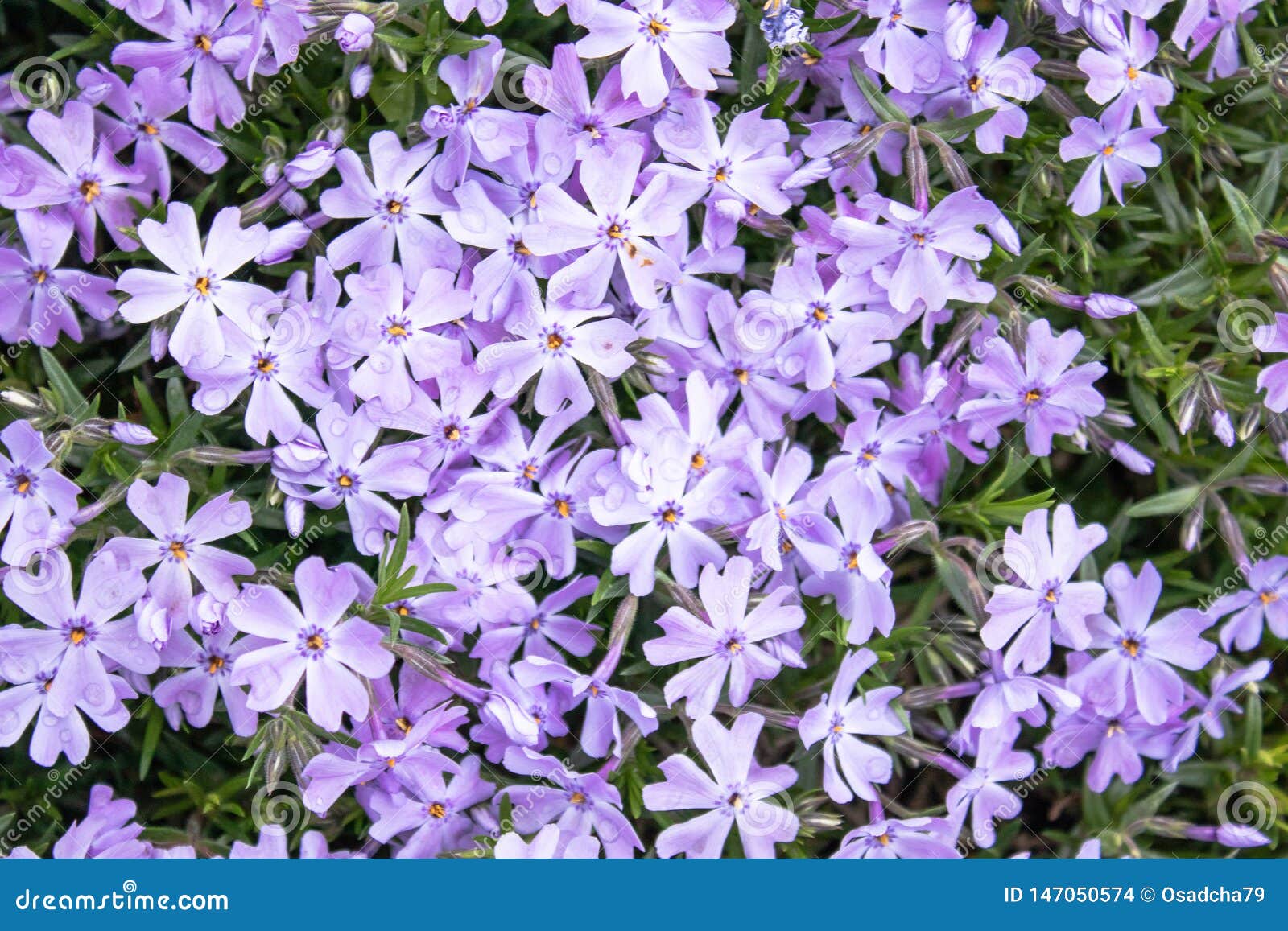 Small Dark Blue Flowers are Blooming Spring in the Garden. Close-up ...
