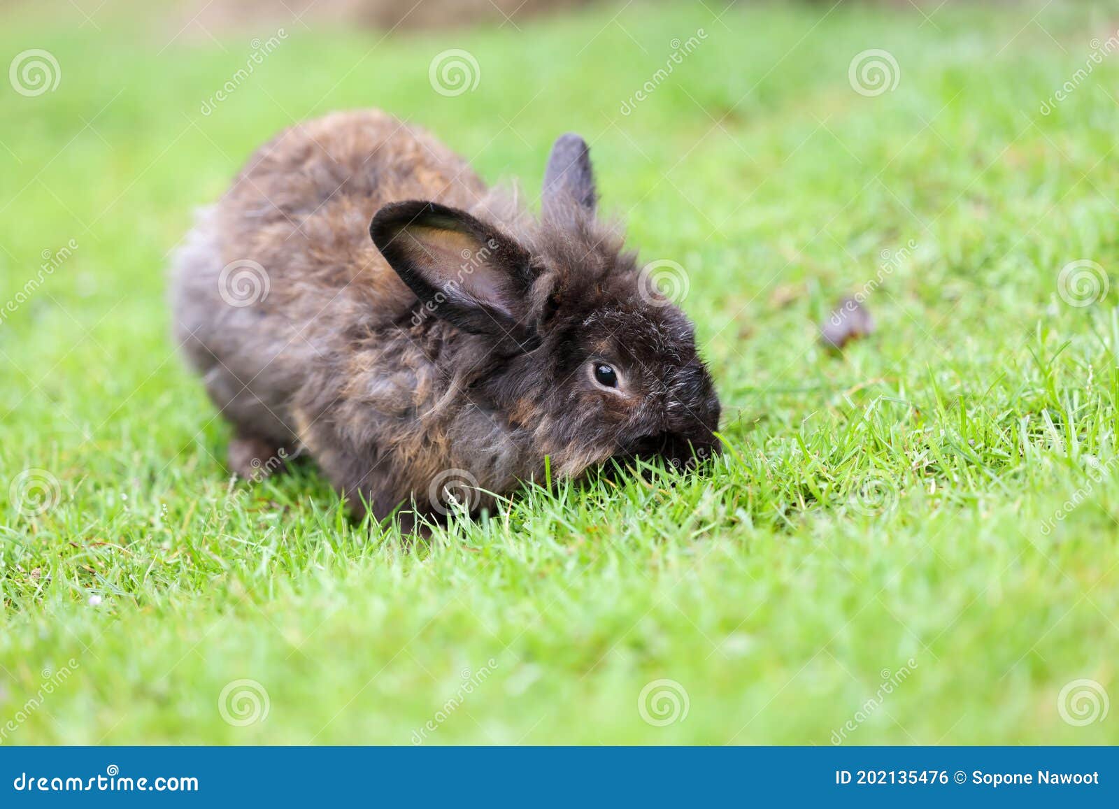 Small dark brown rabbit stock photo. Image of farm, black - 202135476