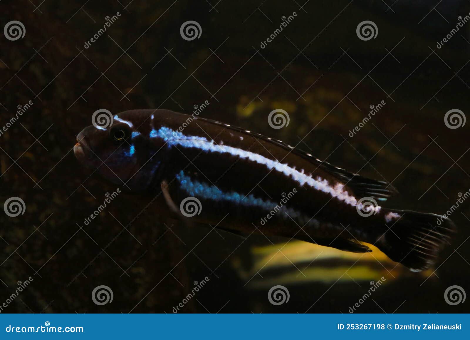 A Small Dark Fish Swims at the Bottom of the Lake. Stock Photo - Image ...