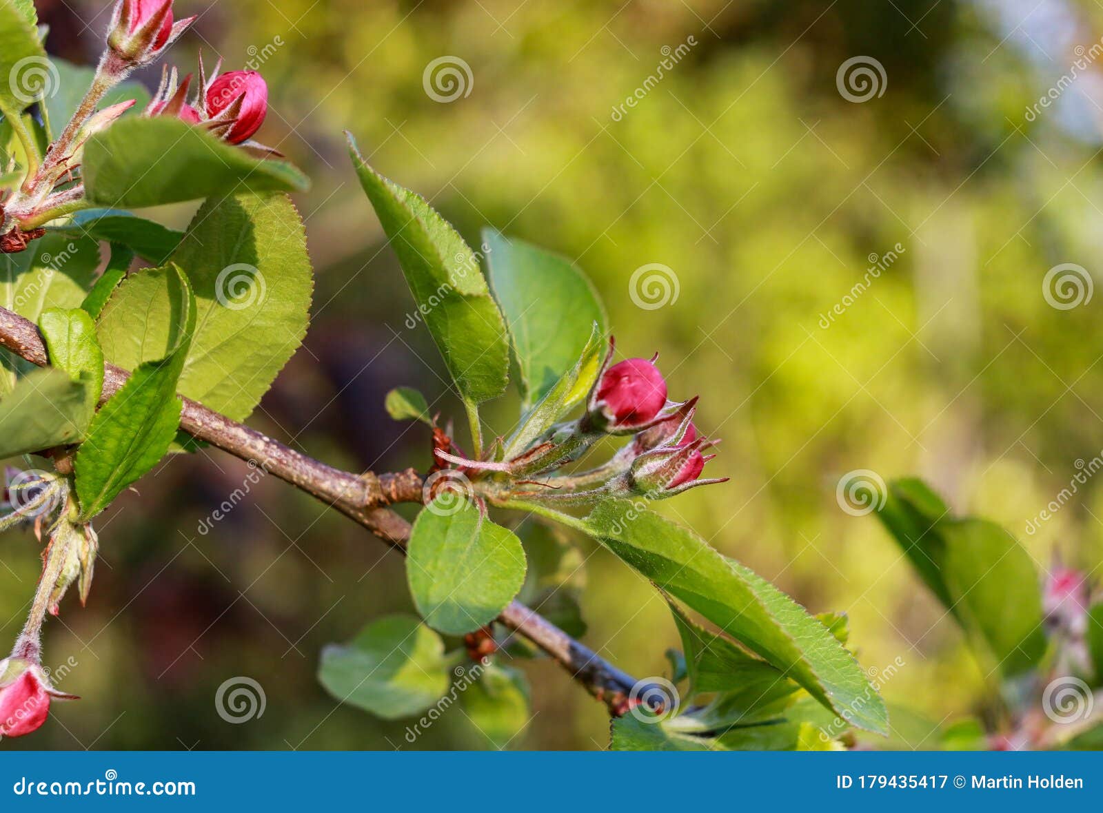 Small dark pink flowers stock image. Image of woodland - 179435417