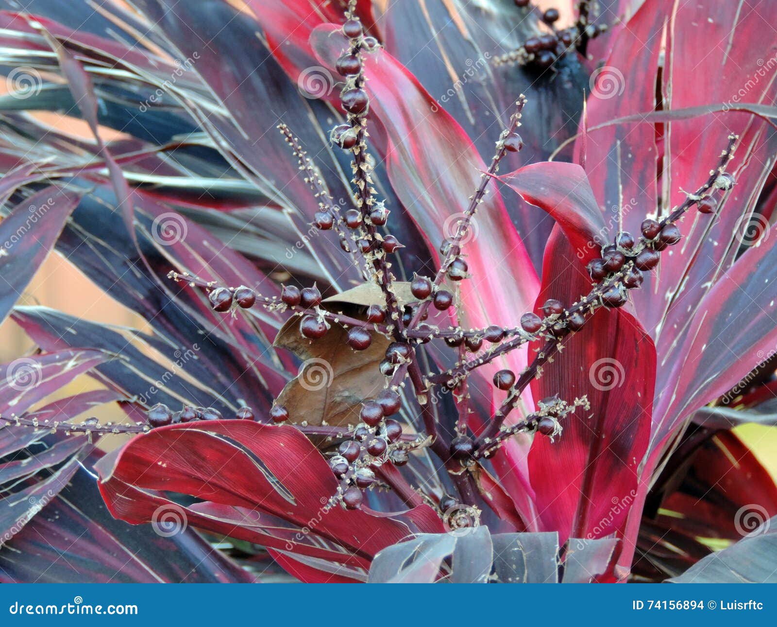 Small dark red fruits stock photo. Image of details, branch - 74156894