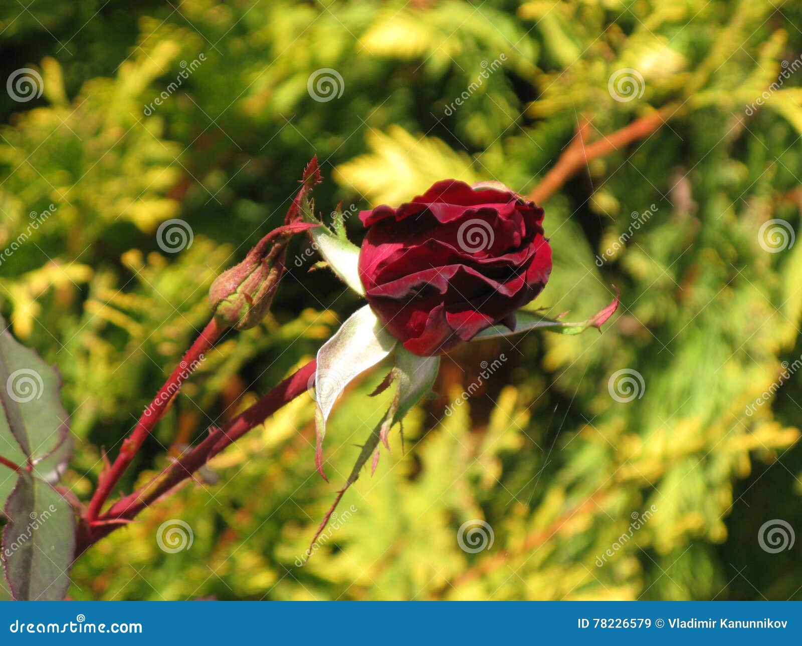 A small dark red rose stock image. Image of shot, petals - 78226579