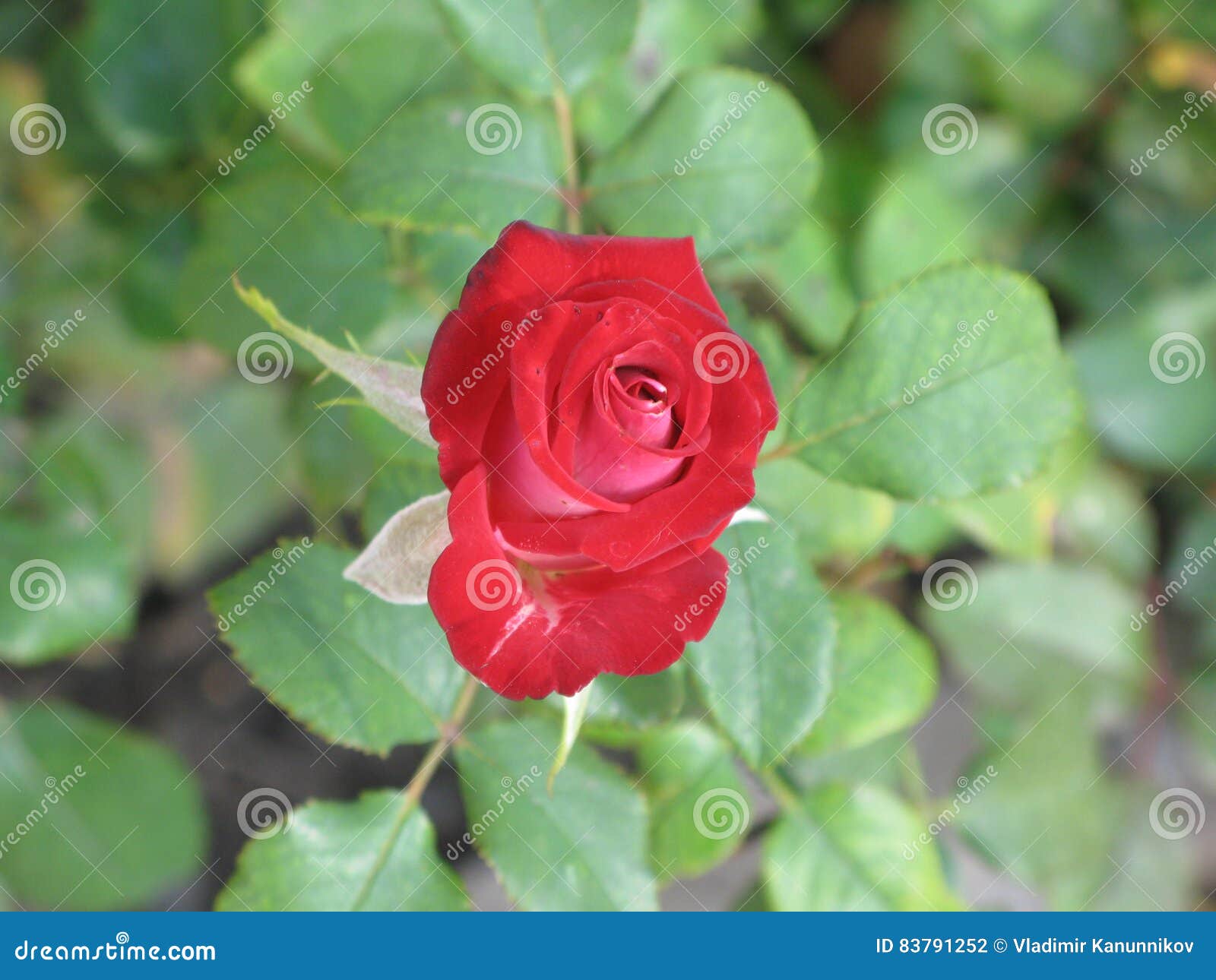 A small dark red rose stock photo. Image of flowers, bouquet - 83791252