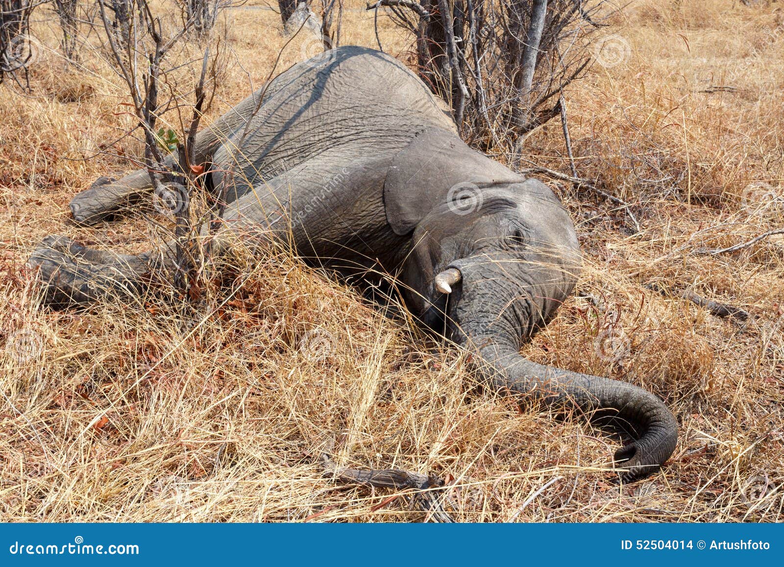 Small Dead Elephant in National Park Hwankee, Botswana Stock Photo ...
