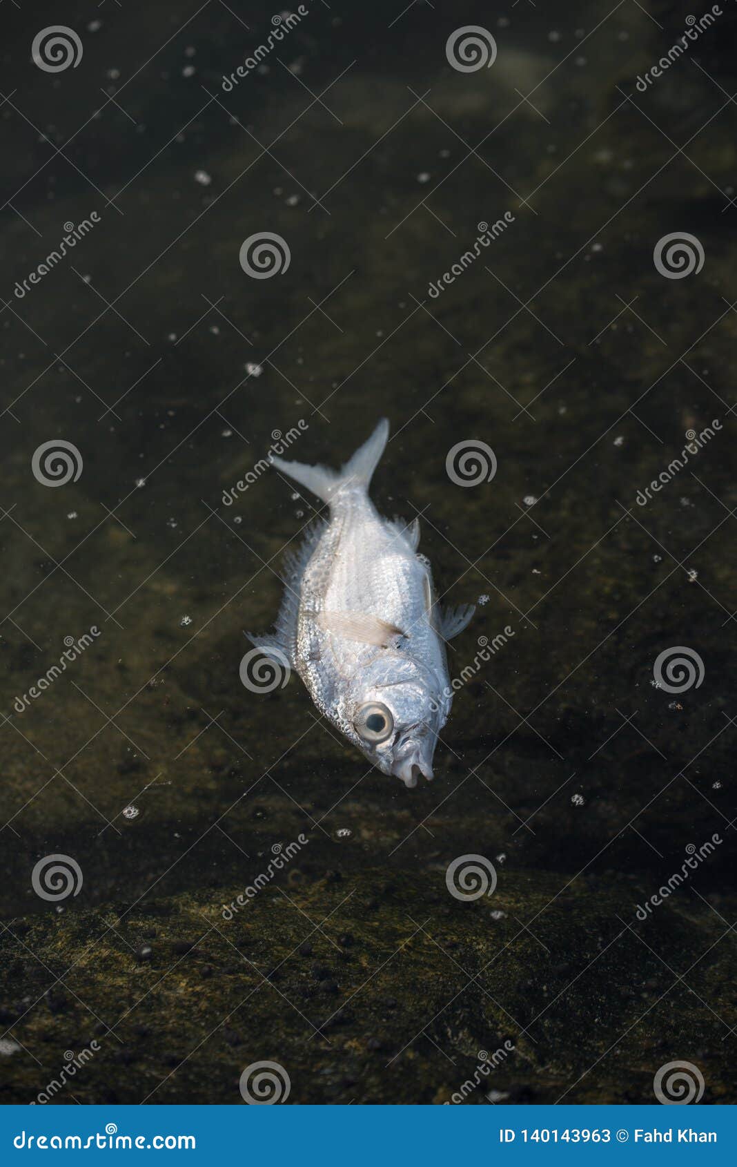 A Small Dead Fish at Bank of the Ocean Stock Image - Image of ocean ...