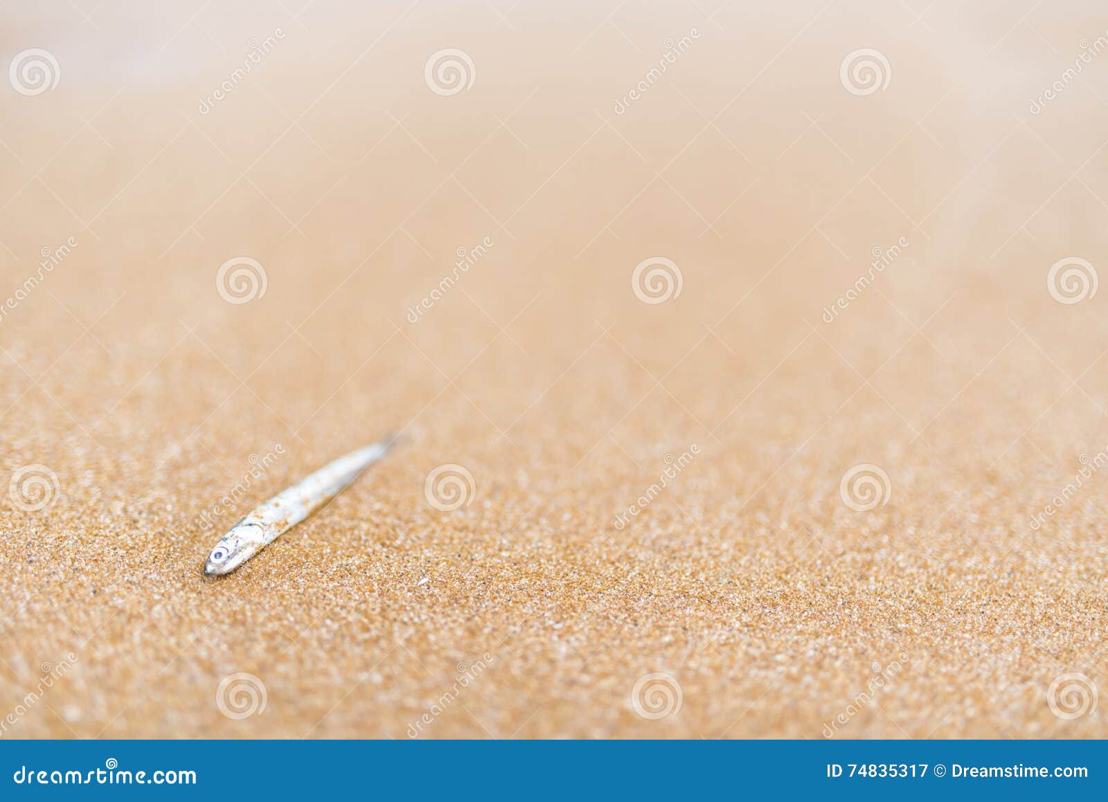 Small Dead Fish on the Beach Stock Image - Image of gouqi, beach: 74835317