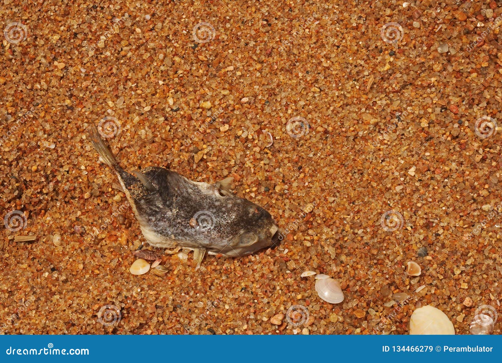 SMALL DEAD FISH on a BEACH stock image. Image of decaying - 134466279