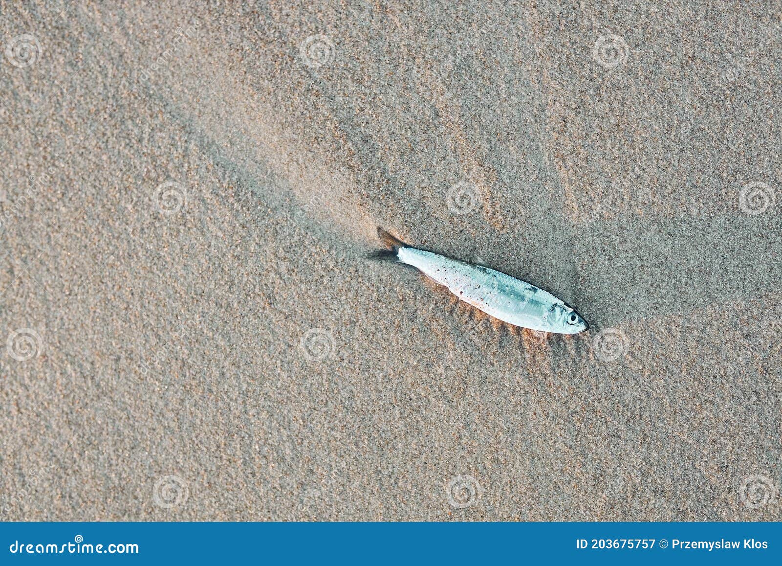 Small Dead Fish on the Beach Stock Image - Image of small, sand: 203675757