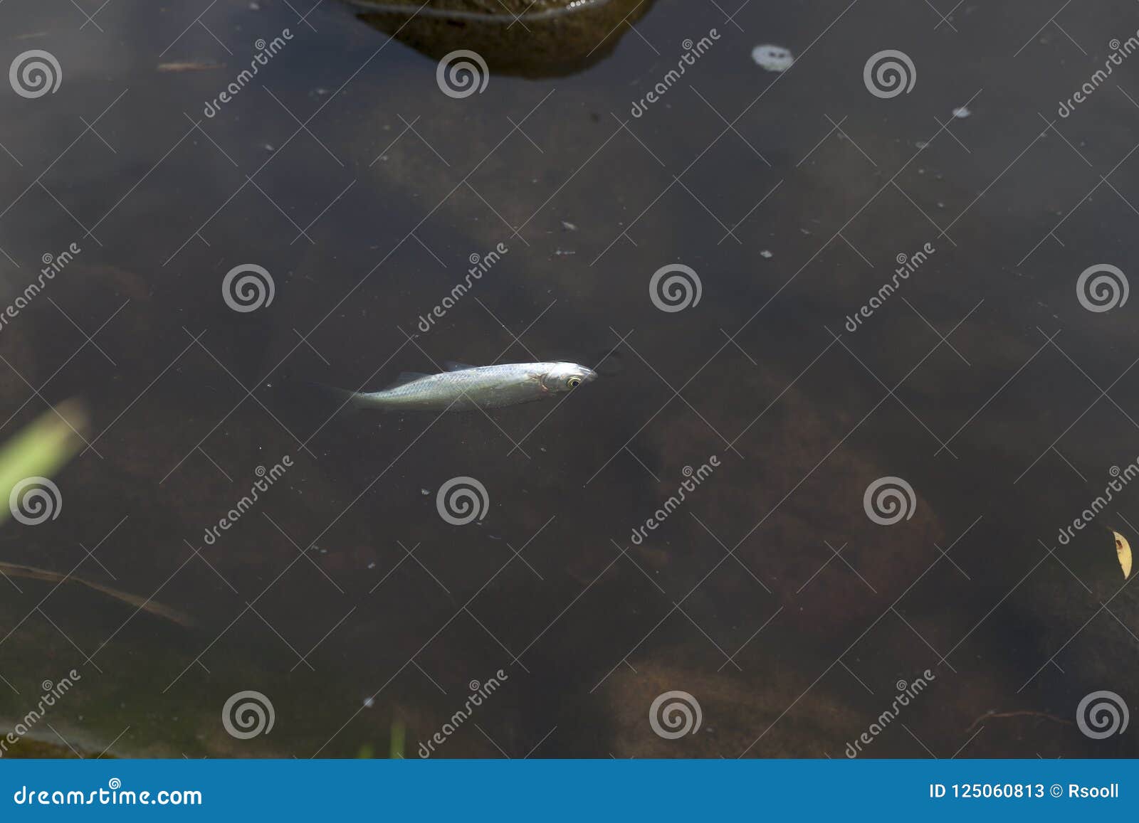 Small dead fish stock image. Image of freshwater, danger - 125060813