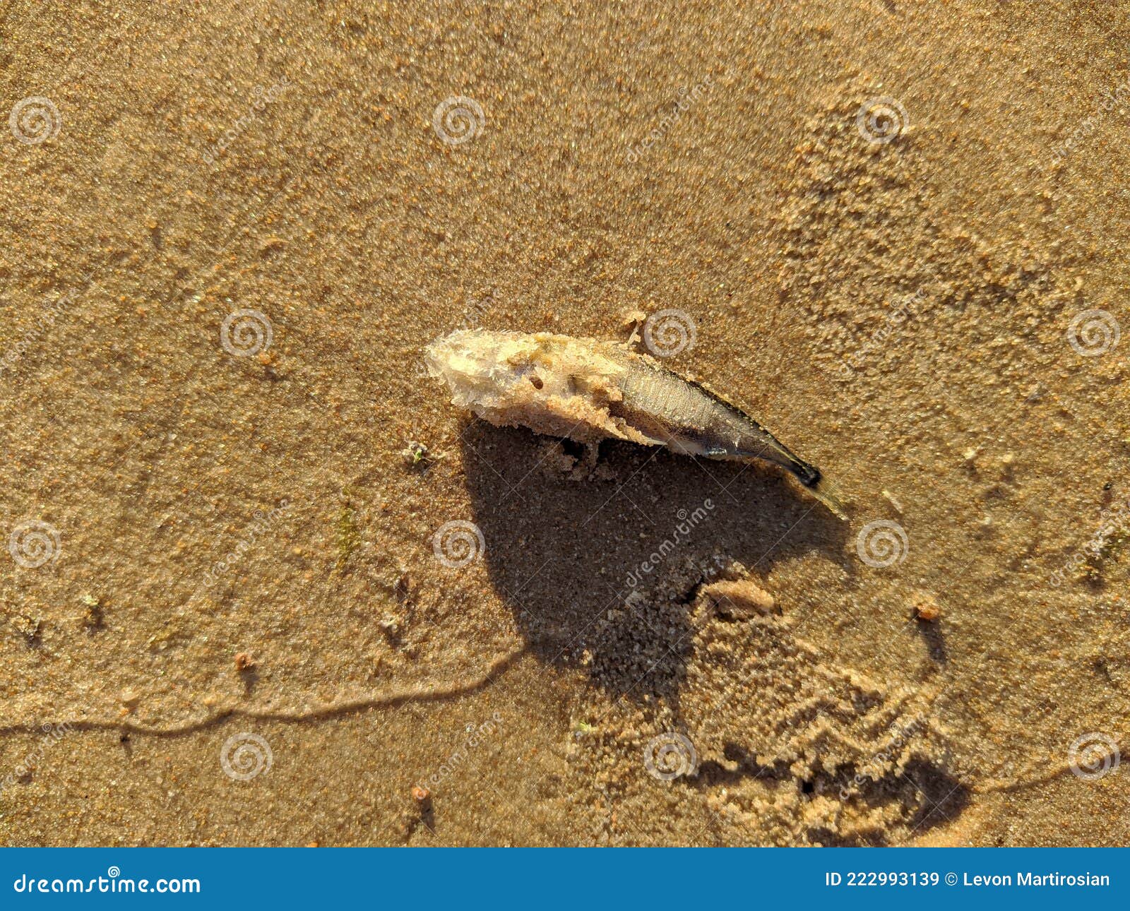 Small and Dead Fish Washed Up on the Sandy Shore. Stock Image - Image ...