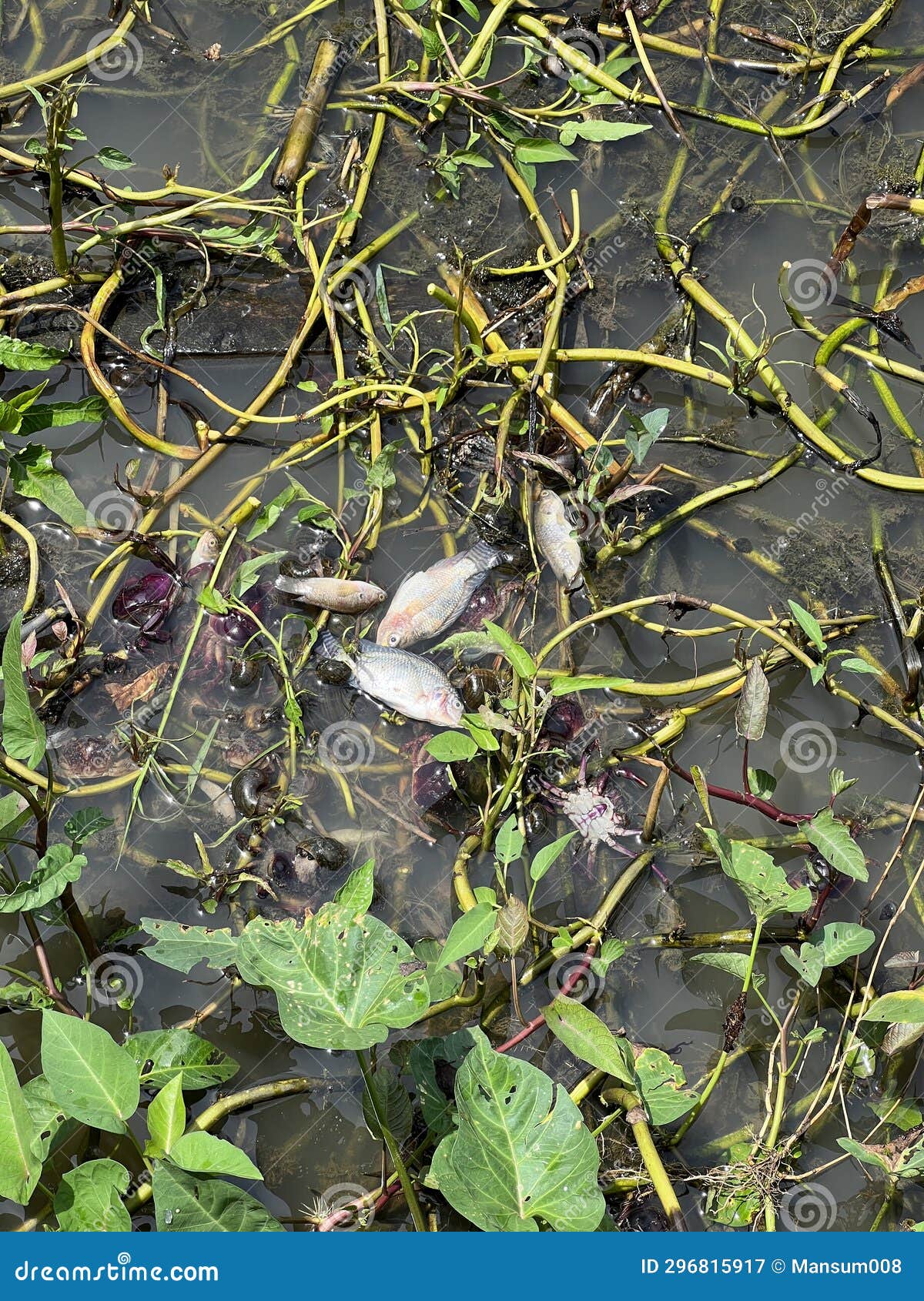 A Small Dead Fish in the Water Stock Image - Image of swamp, fish ...