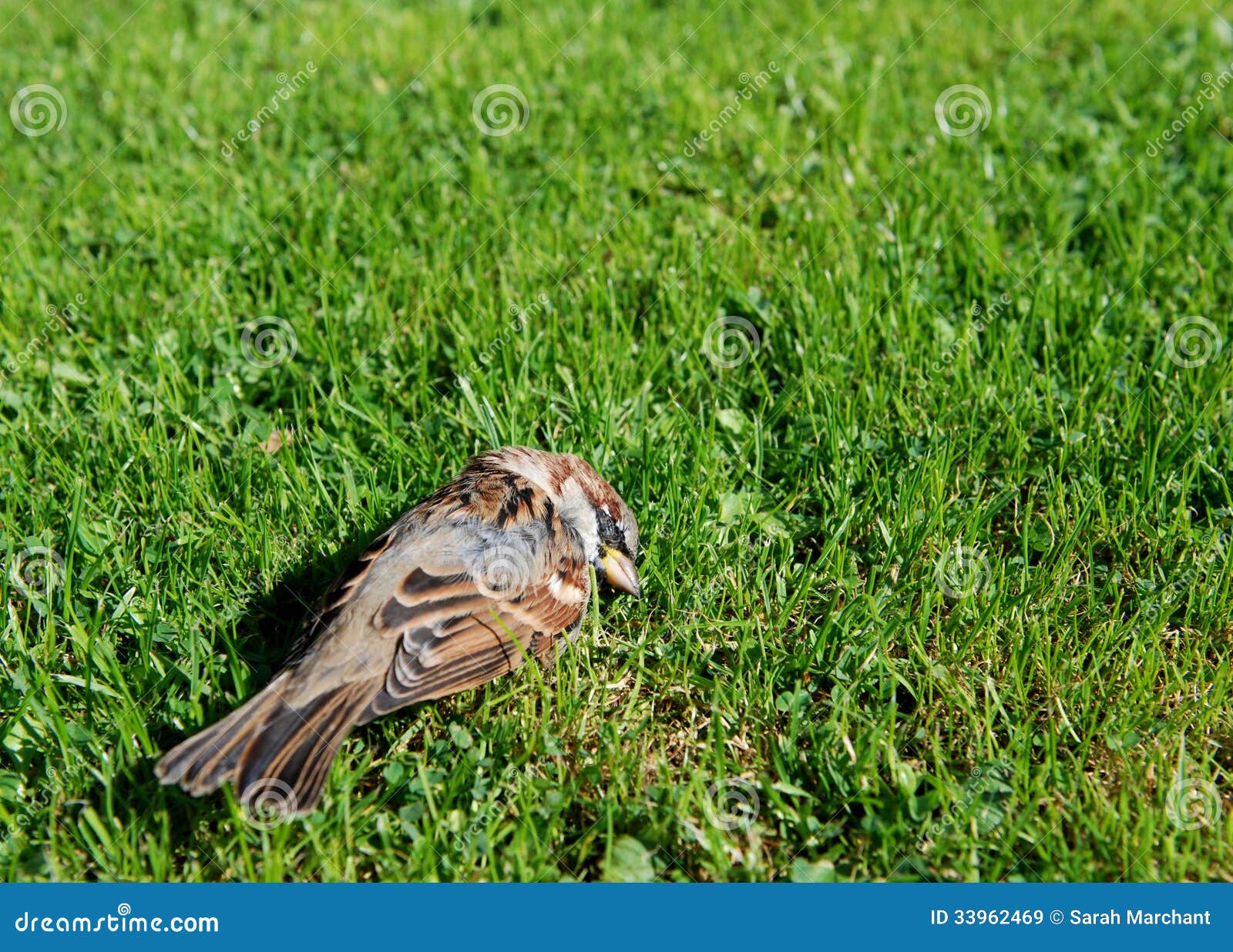 Small Dead Sparrow in a Garden Stock Image - Image of detail, outside ...