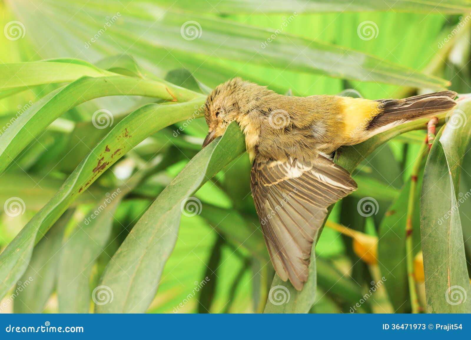 Dead Sparrow Bird Stock Photography | CartoonDealer.com #77329406