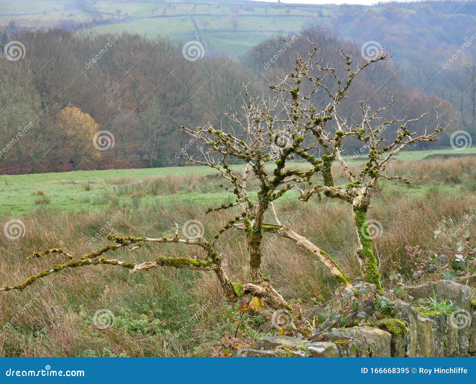 Small dead tree with moss stock image. Image of wall - 166668395