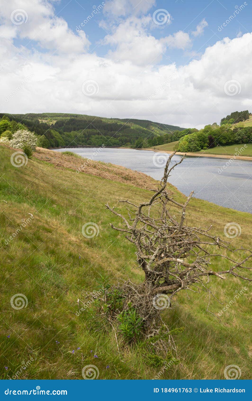 A Small Dead Tree Next To Ladybower Reservoir Stock Image - Image of ...