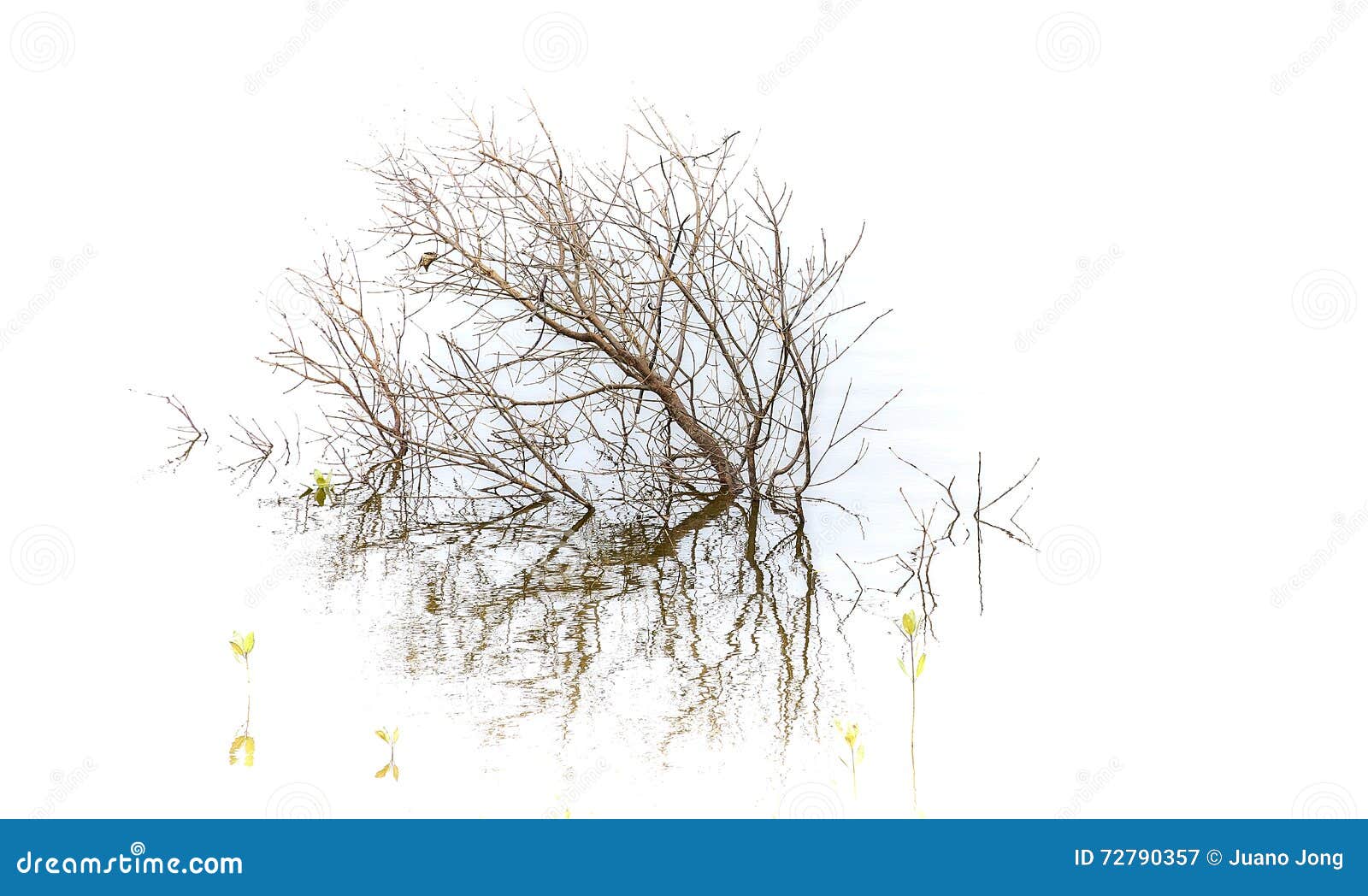 6,326 Small Tree Dead Tree Stock Photos - Free & Royalty-Free Stock ...