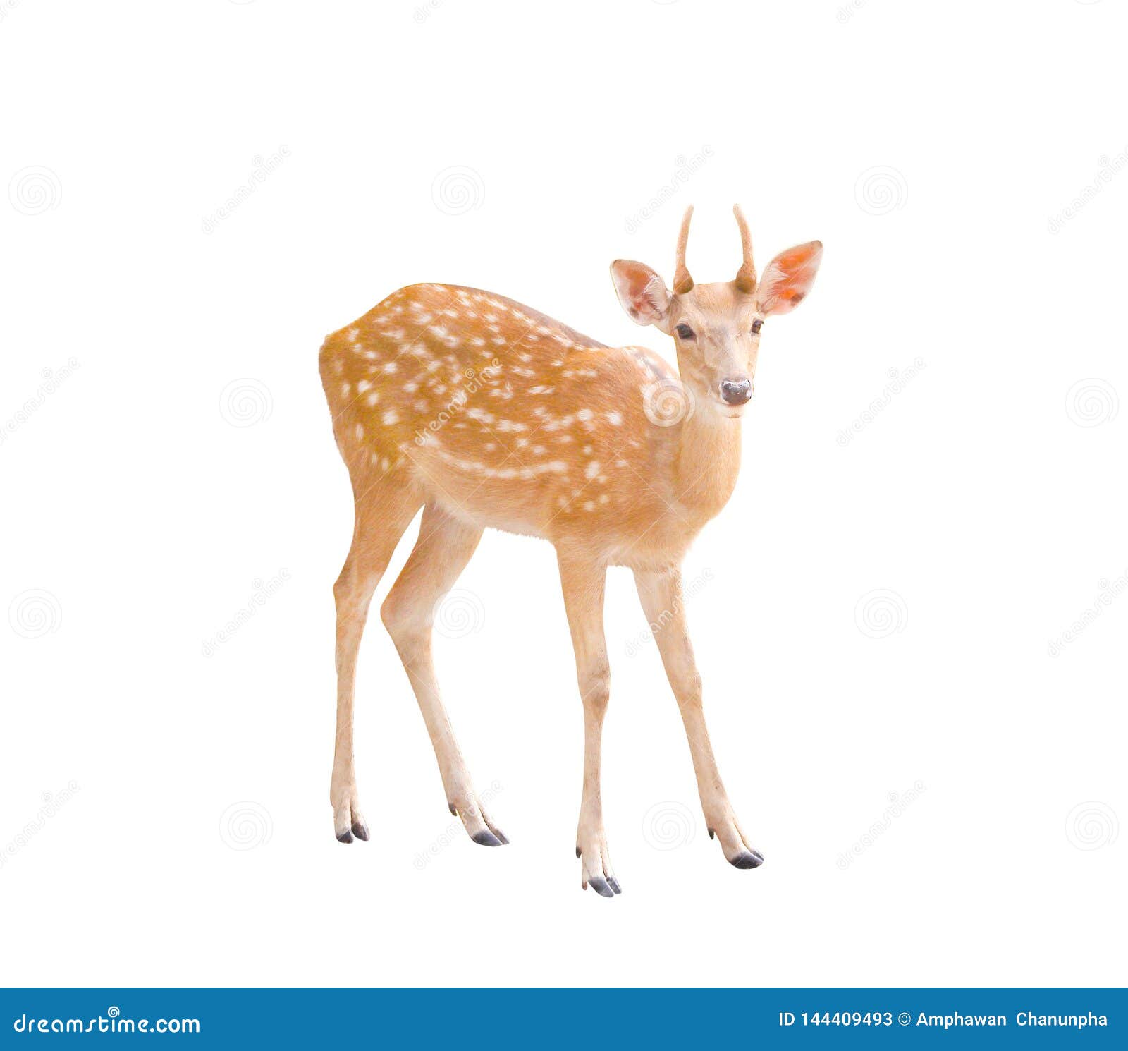 Small Dear Standing Isolated on White Background with Clipping Path ...