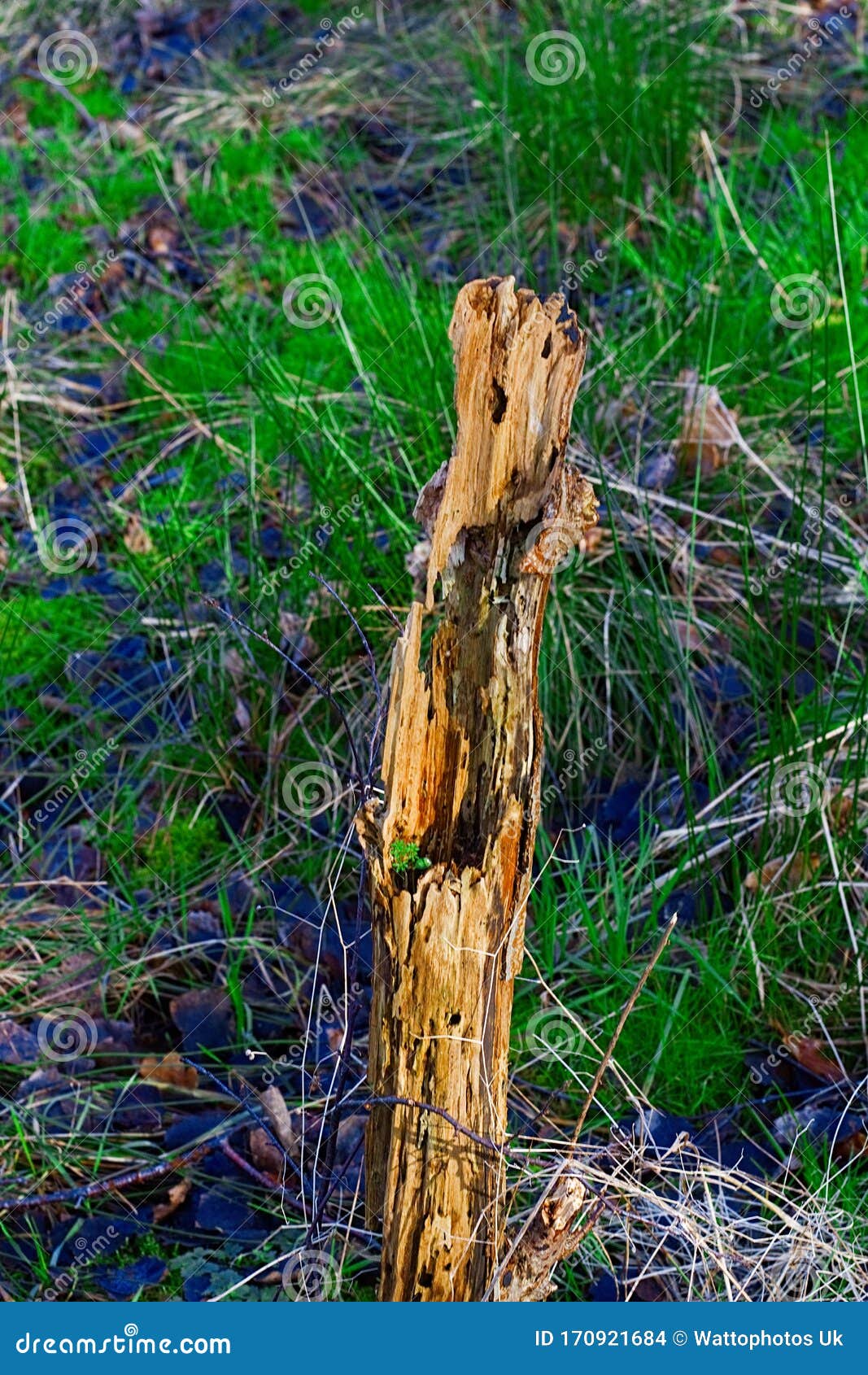 Small Decaying Tree Up Close View Stock Photo - Image of stone, monster ...