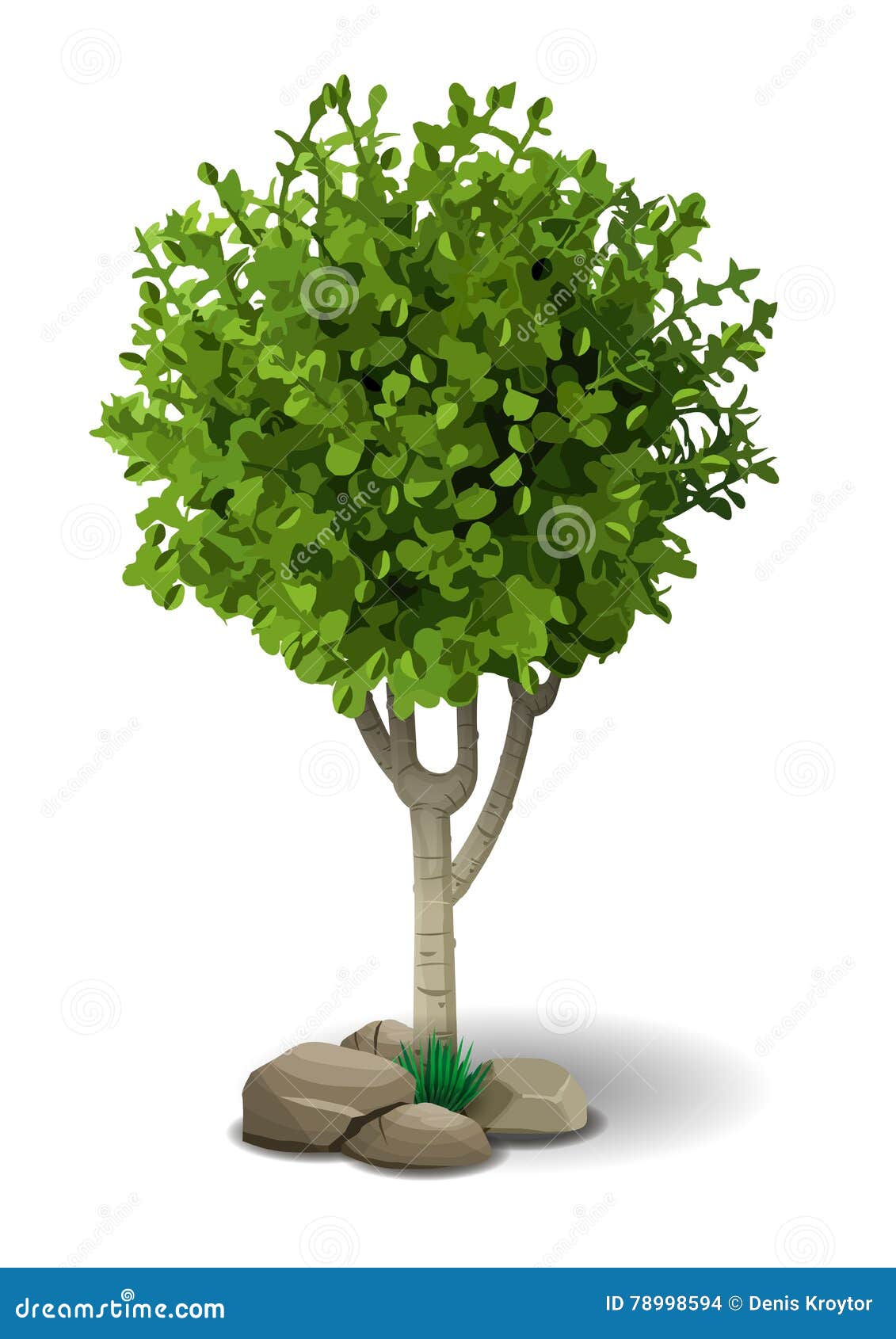 Small deciduous tree stock vector. Illustration of isolation - 78998594