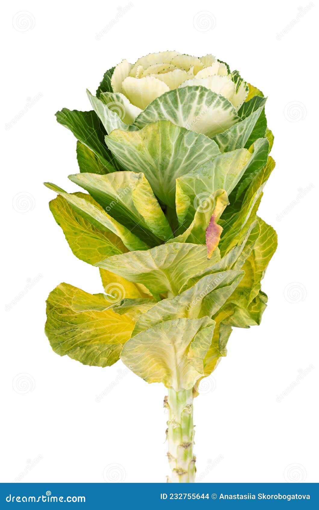 Small Decorative Cabbage Isolated on White Background Stock Photo ...