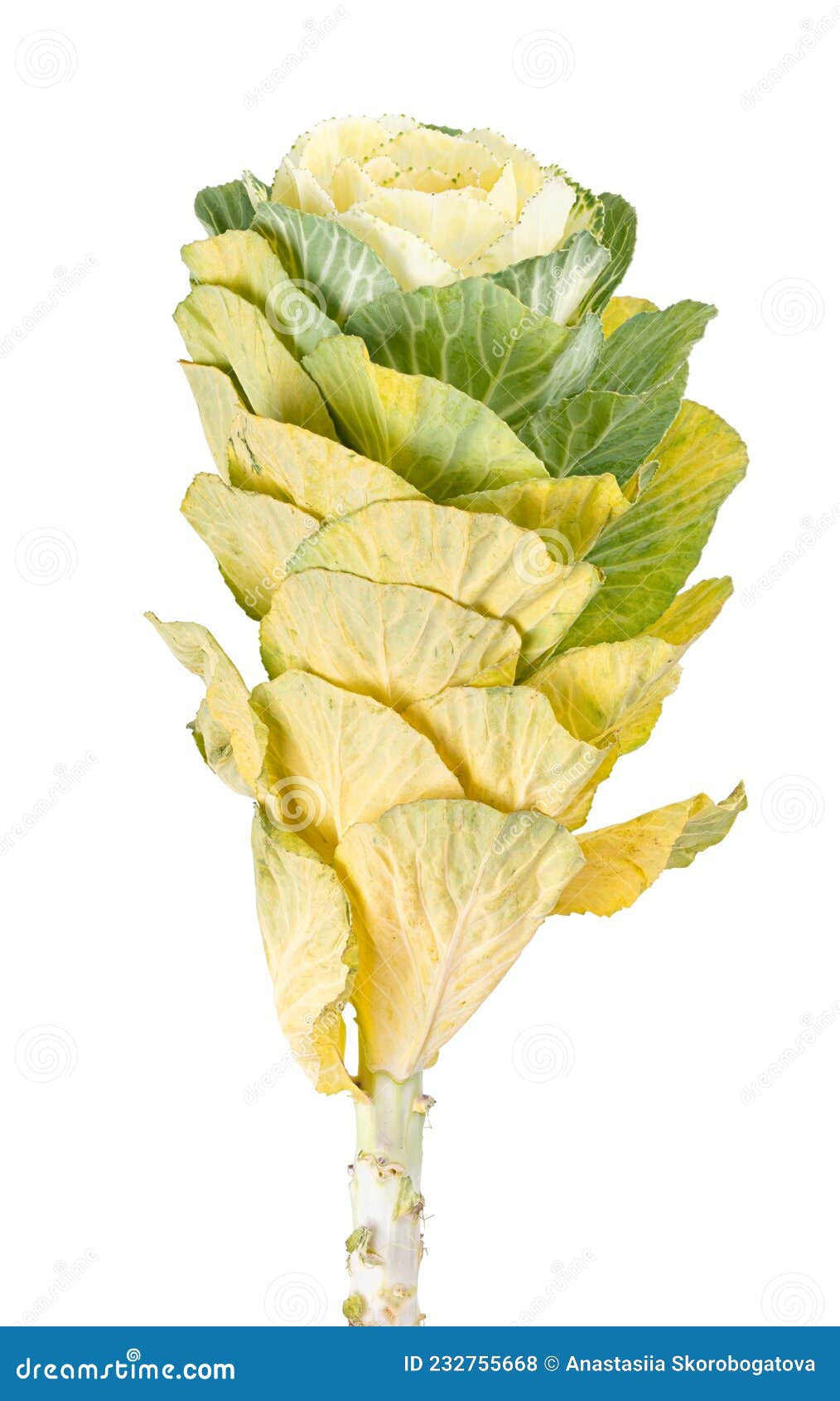 Small Decorative Cabbage Isolated on White Background Stock Photo ...
