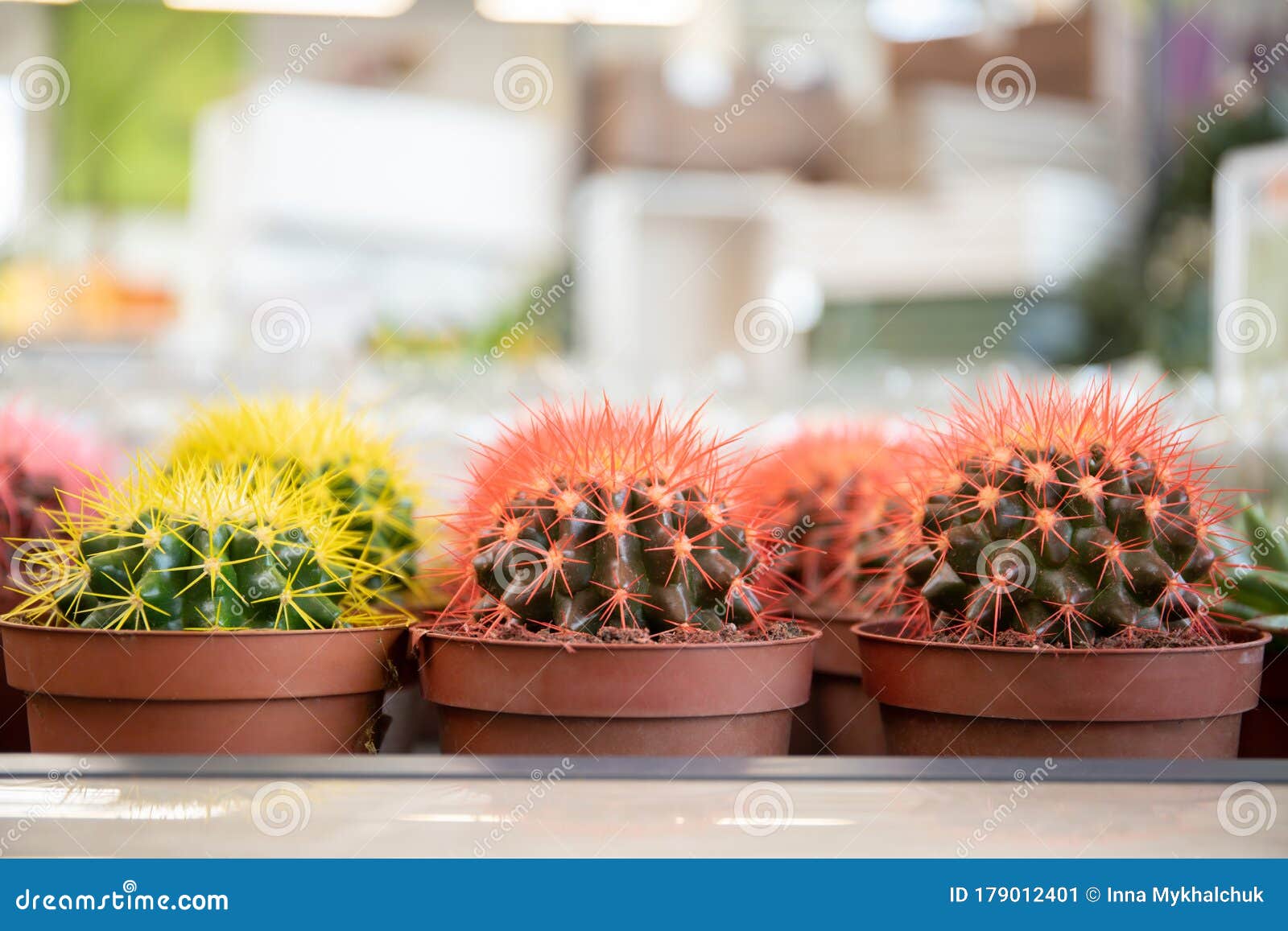 Small Decorative Cacti. Beautiful Multi-colored Cacti in a Flower Shop ...