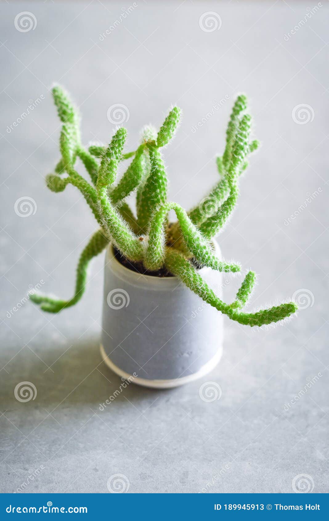 Small Decorative Cactus on Grey Desk in Modern Interior Stock Image ...