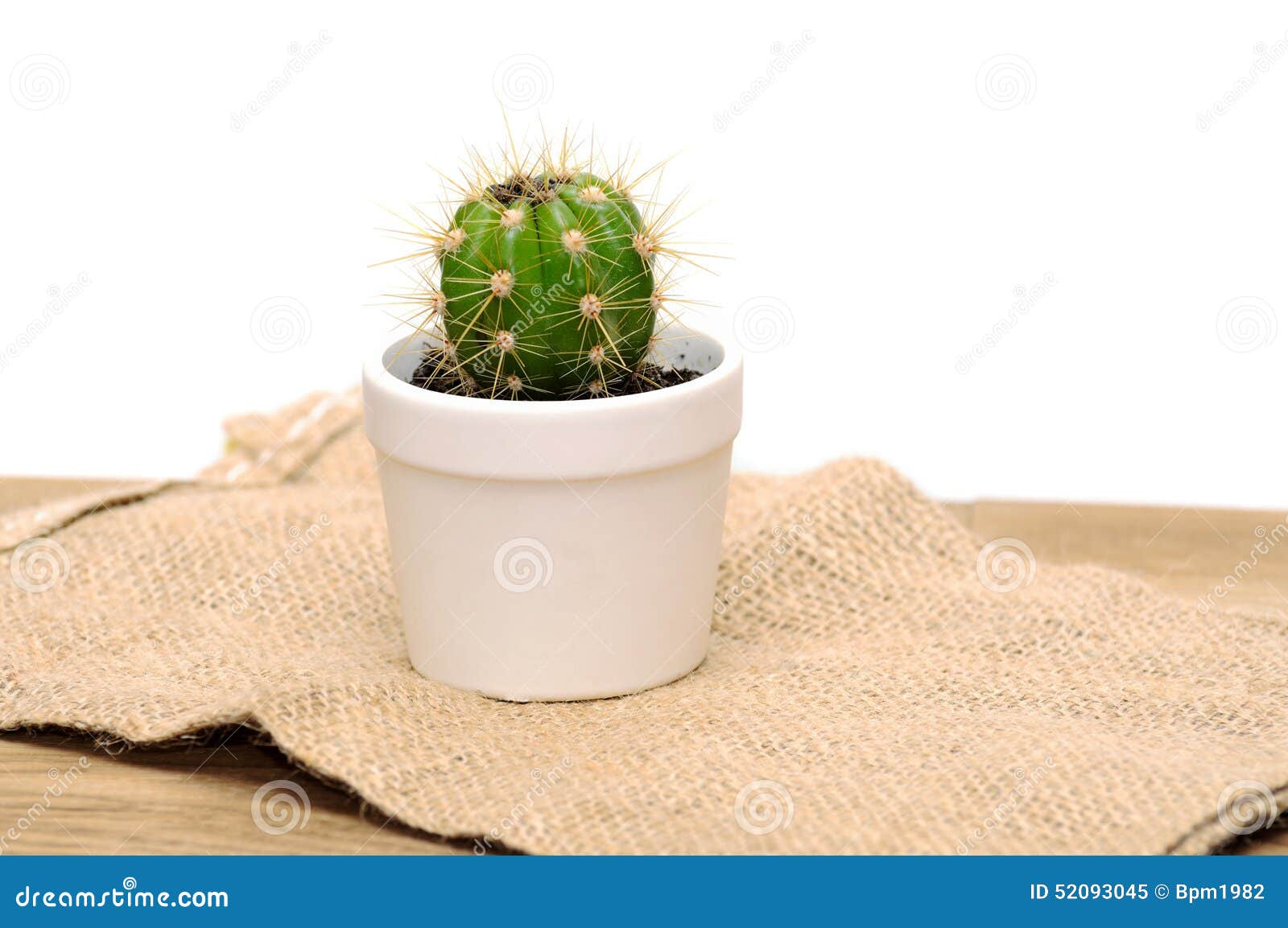 Small Decorative Cactus in a Pot Stock Image - Image of herbal, detail ...