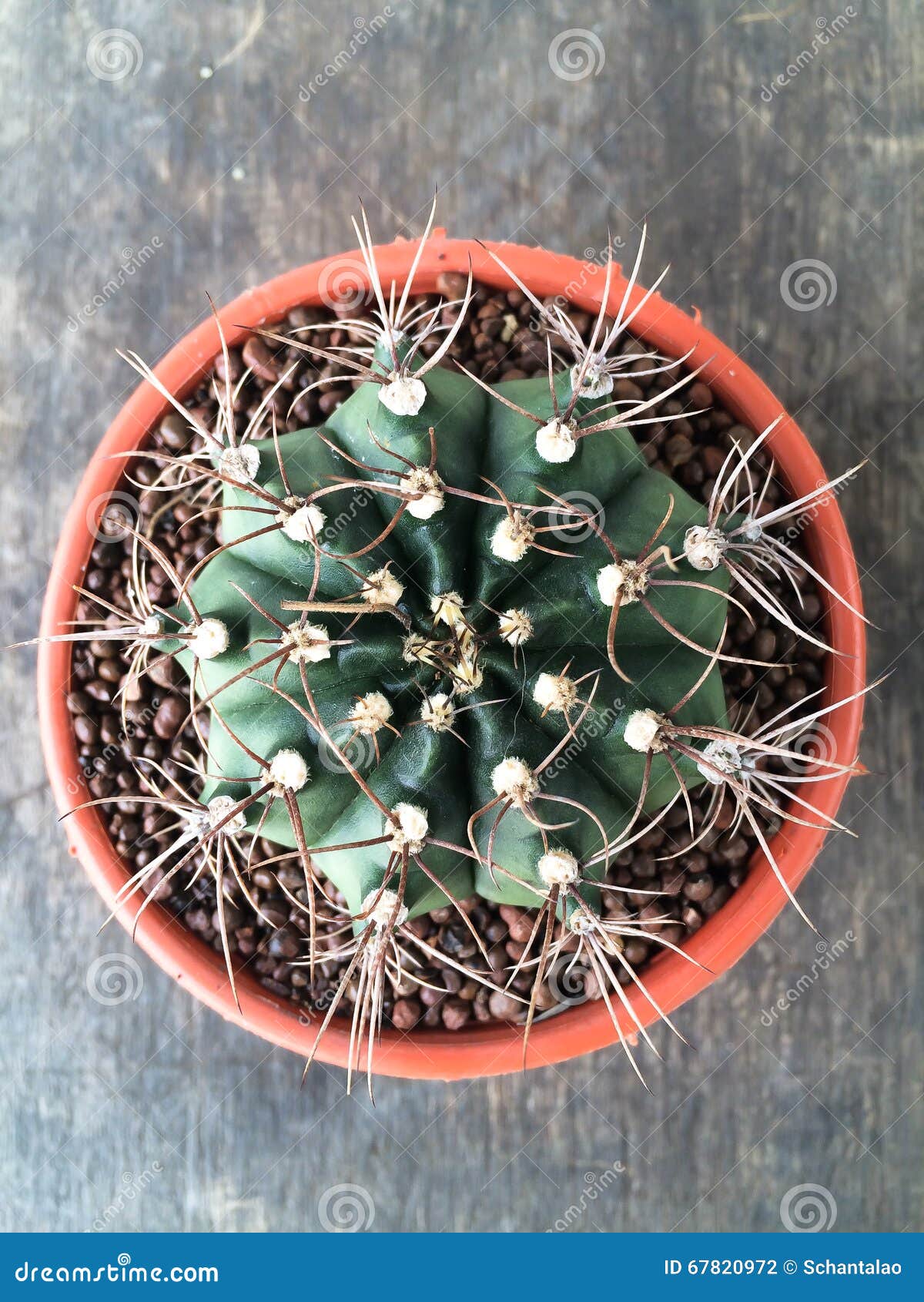 Small Decorative Cactus in Round Pot, Top View Stock Photo - Image of ...