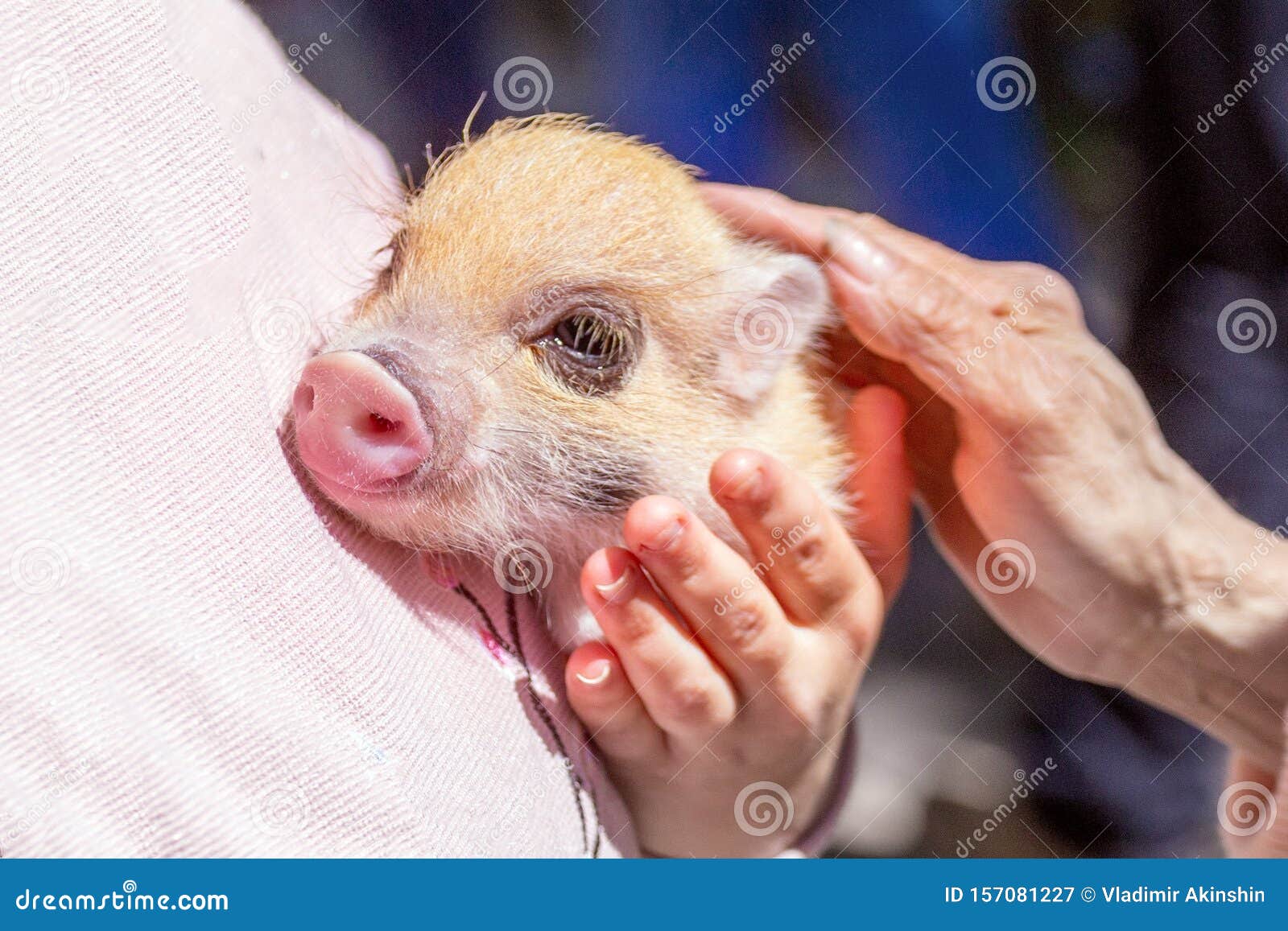 Decorative Pig on the Hands of the Hostess Stock Image - Image of ...