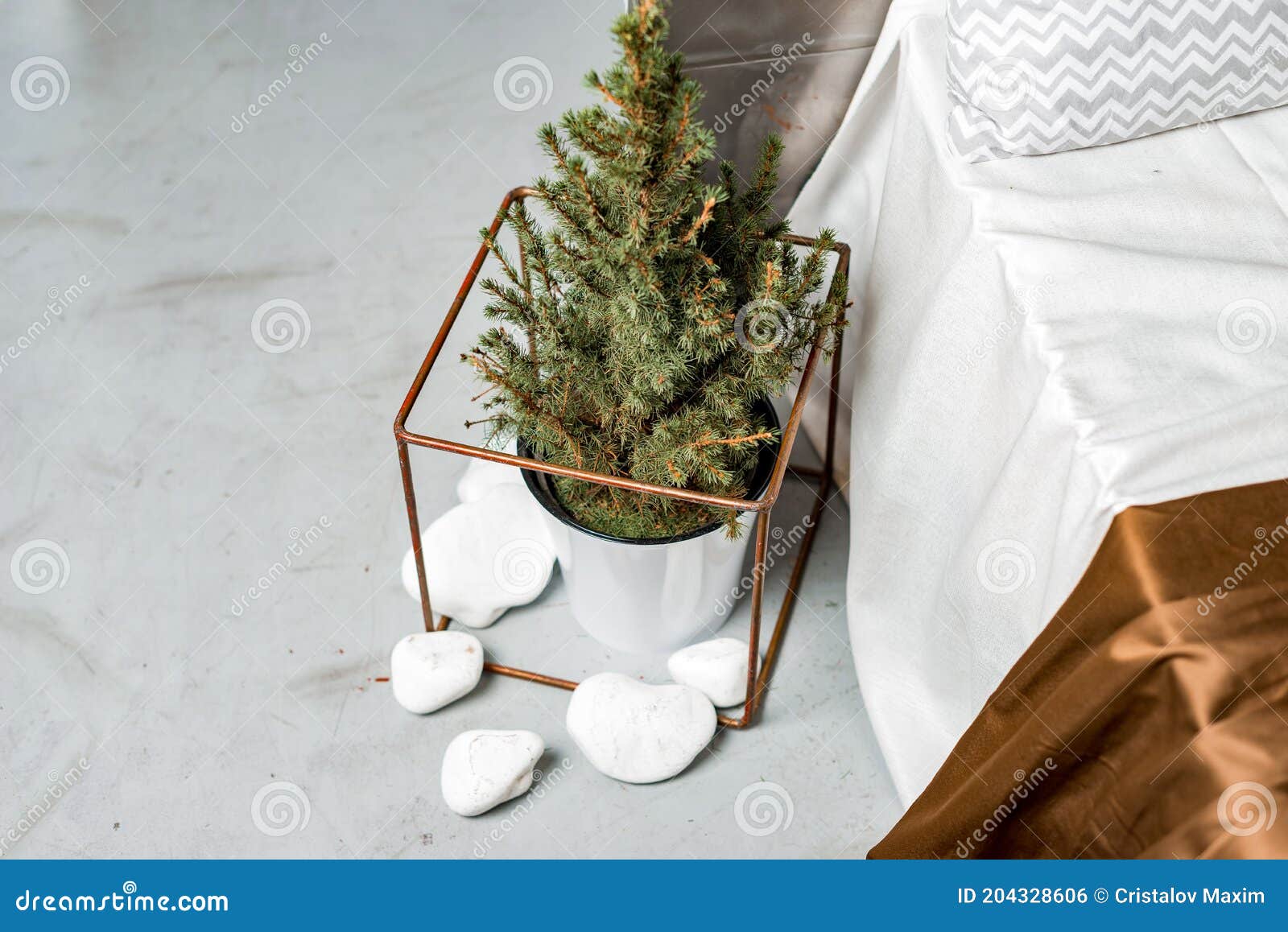 Small Decorative Pine Tree Planted in a Pot Inside a House ...