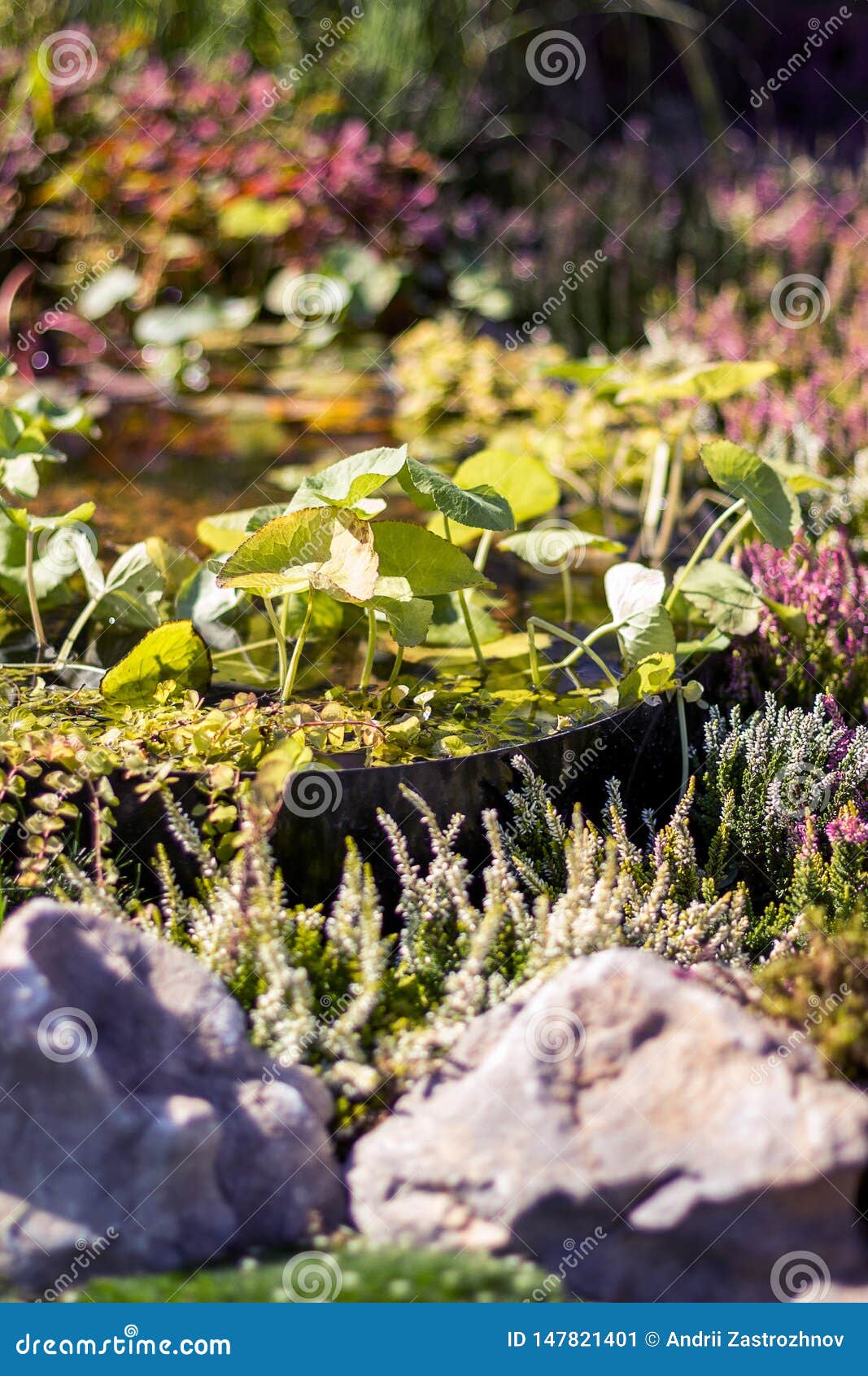 Small Decorative Pond in the Garden, Close Up, Vertical Stock Image ...