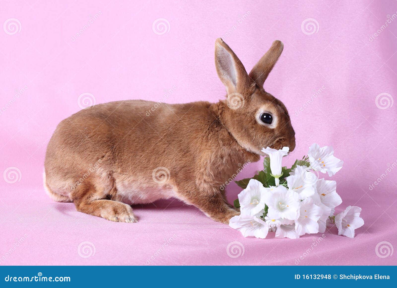 Small decorative rabbit. stock photo. Image of vertebrate - 16132948