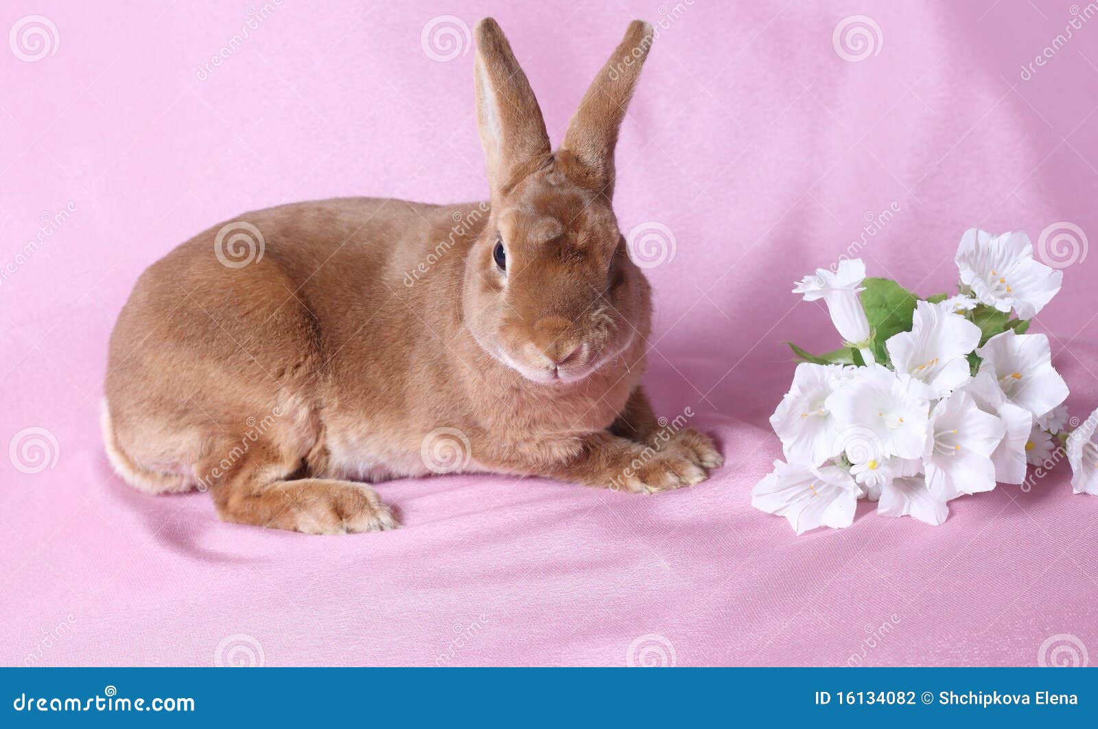 Small decorative rabbit. stock photo. Image of fluffy - 16134082