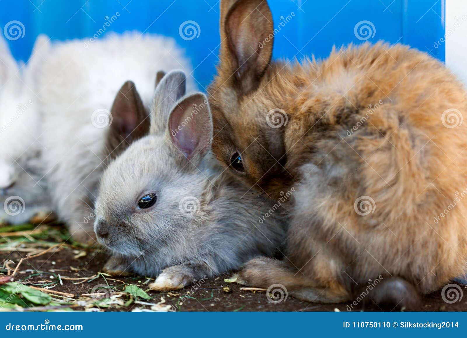 Small decorative rabbits. stock photo. Image of domestic - 110750110