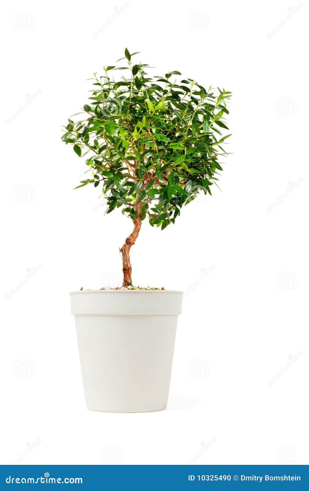 Small decorative tree stock photo. Image of decoration - 10325490