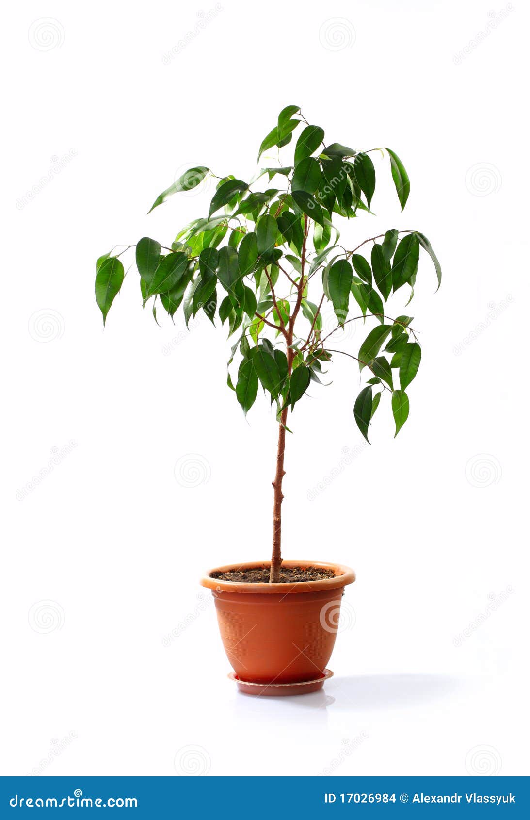 Small decorative tree stock photo. Image of small, tree - 17026984