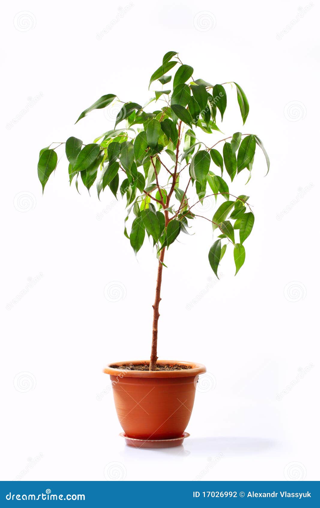 Small decorative tree stock photo. Image of backgrounds - 17026992