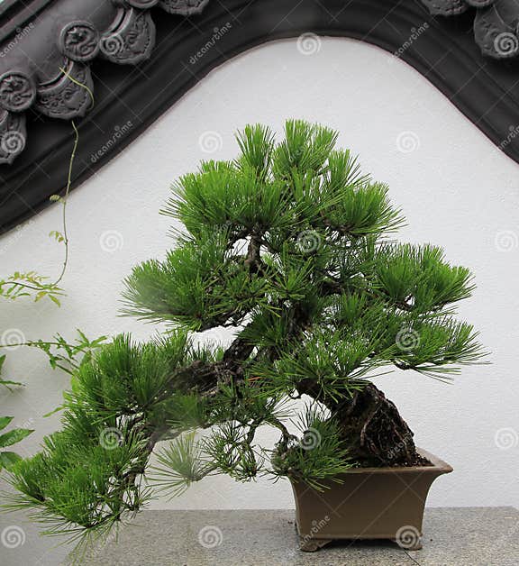 Banzai Tree stock image. Image of japanese, small, branch - 229020145